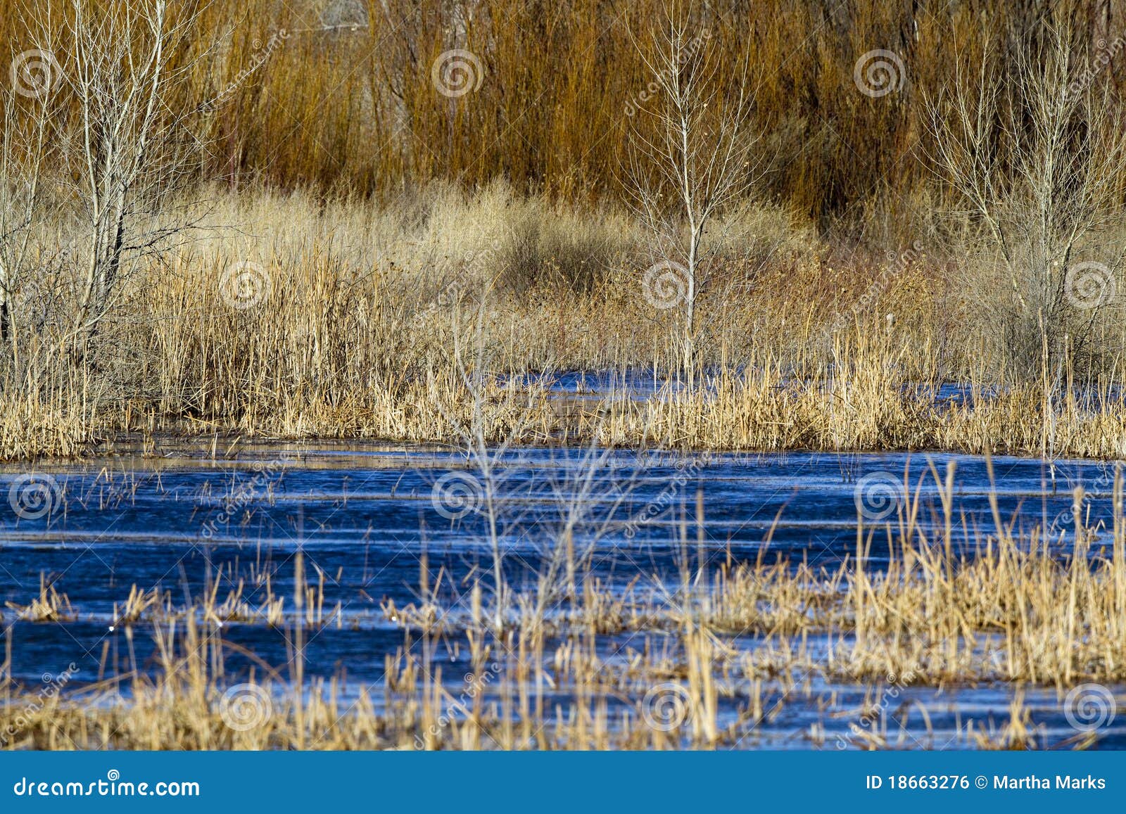 Marsh in winter stock photo. Image of location, apache - 18663276