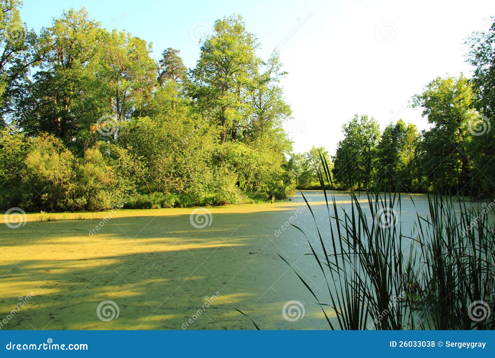 Marsh in wood stock photo. Image of tree, bulrush, scum - 26033038