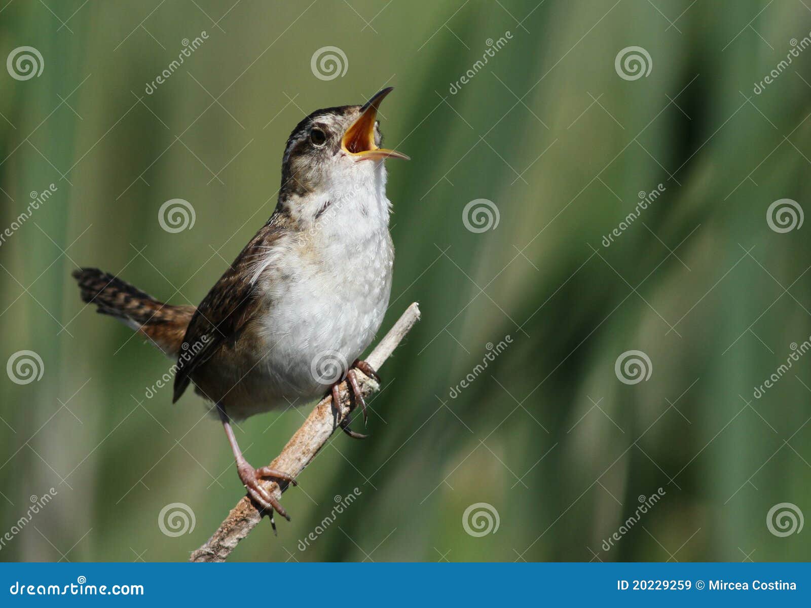 Marsh Wren stock image. Image of wildlife, wild, brown - 20229259