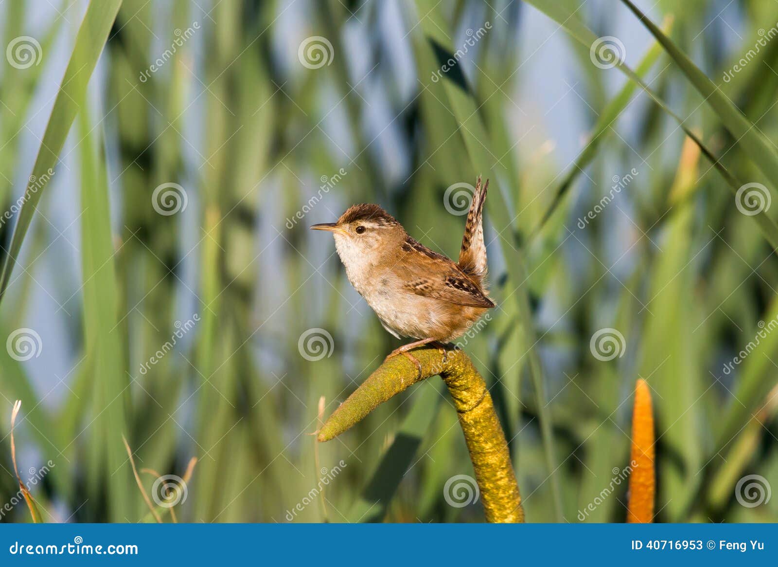 Marsh Wren stock image. Image of singing, canada, cattail - 40716953