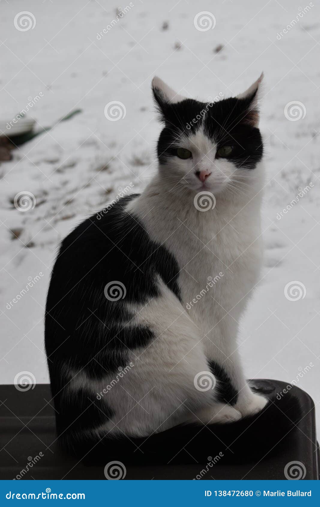 Marshall stock photo. Image of black, white, snow, marshall - 138472680