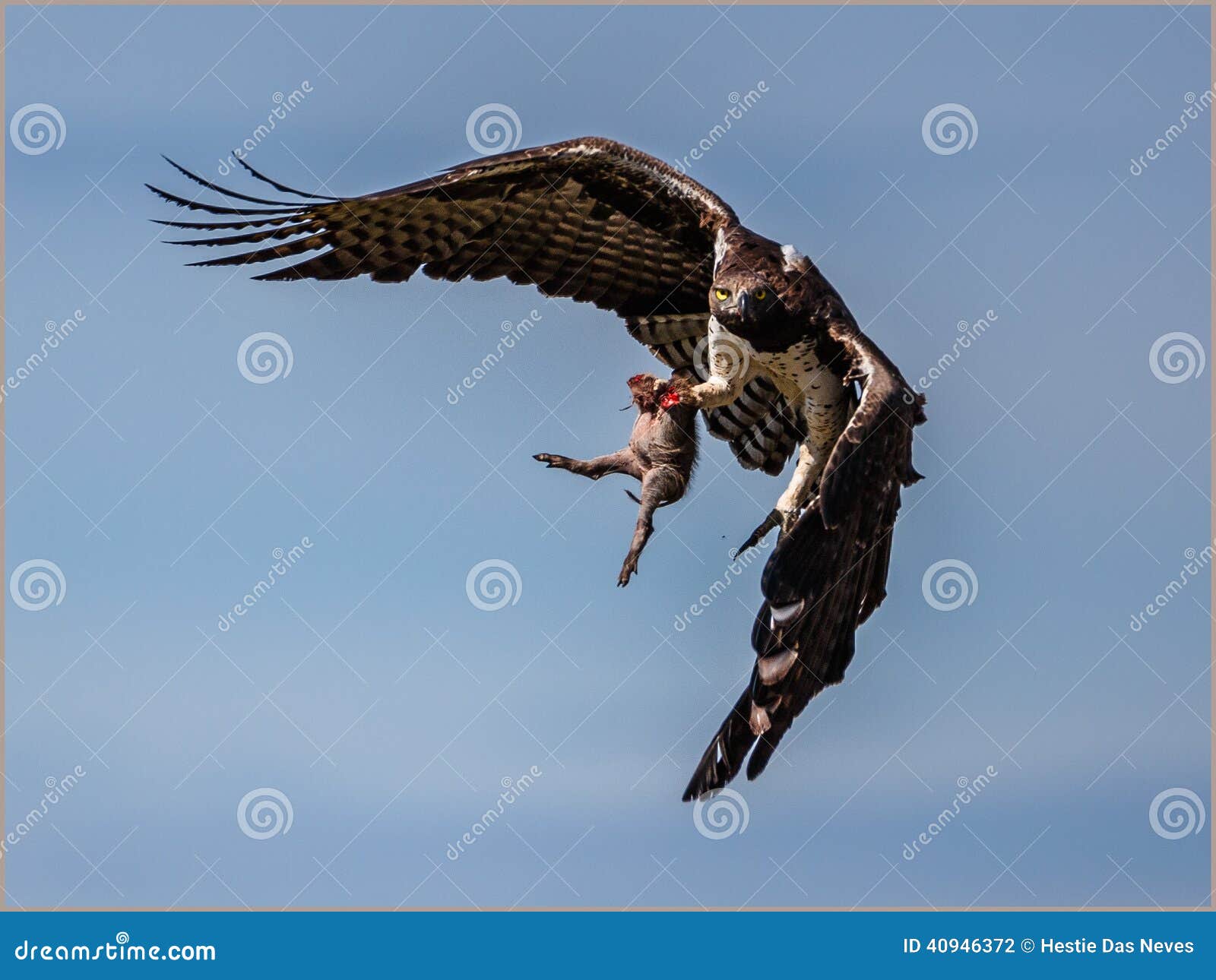 Marshall eagle predator stock photo. Image of birds, capture - 40946372