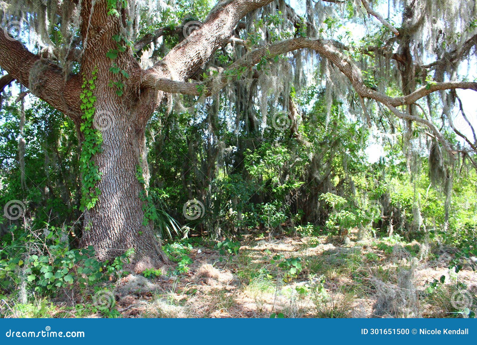 Marshall Hampton Reserve Park Florida Stock Photo - Image of reserve ...