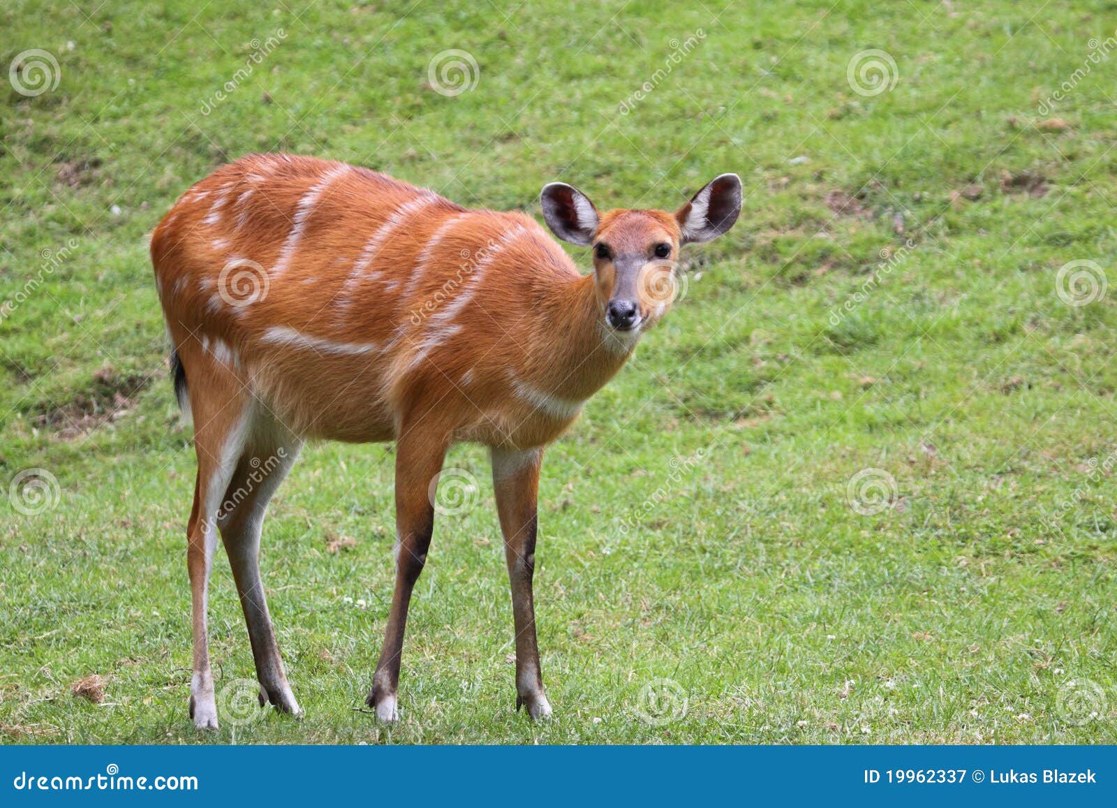 Marshbuck stock image. Image of spekei, tragelaphus, female - 19962337