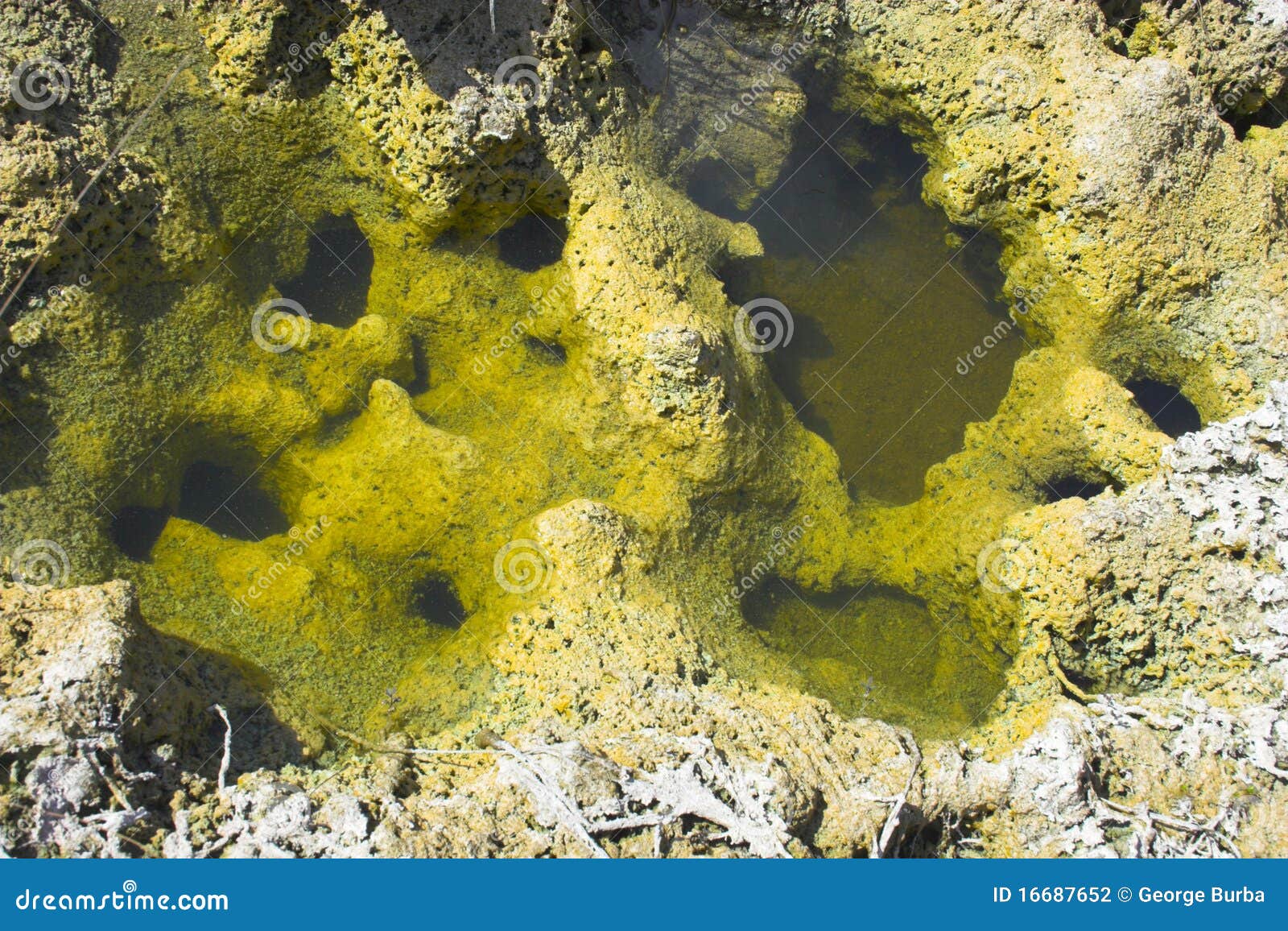 Marshes stock photo. Image of national, park, geology - 16687652