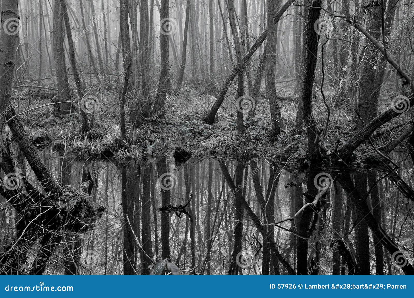 Marshes stock photo. Image of dark, dirt, marshes, marsh - 57926