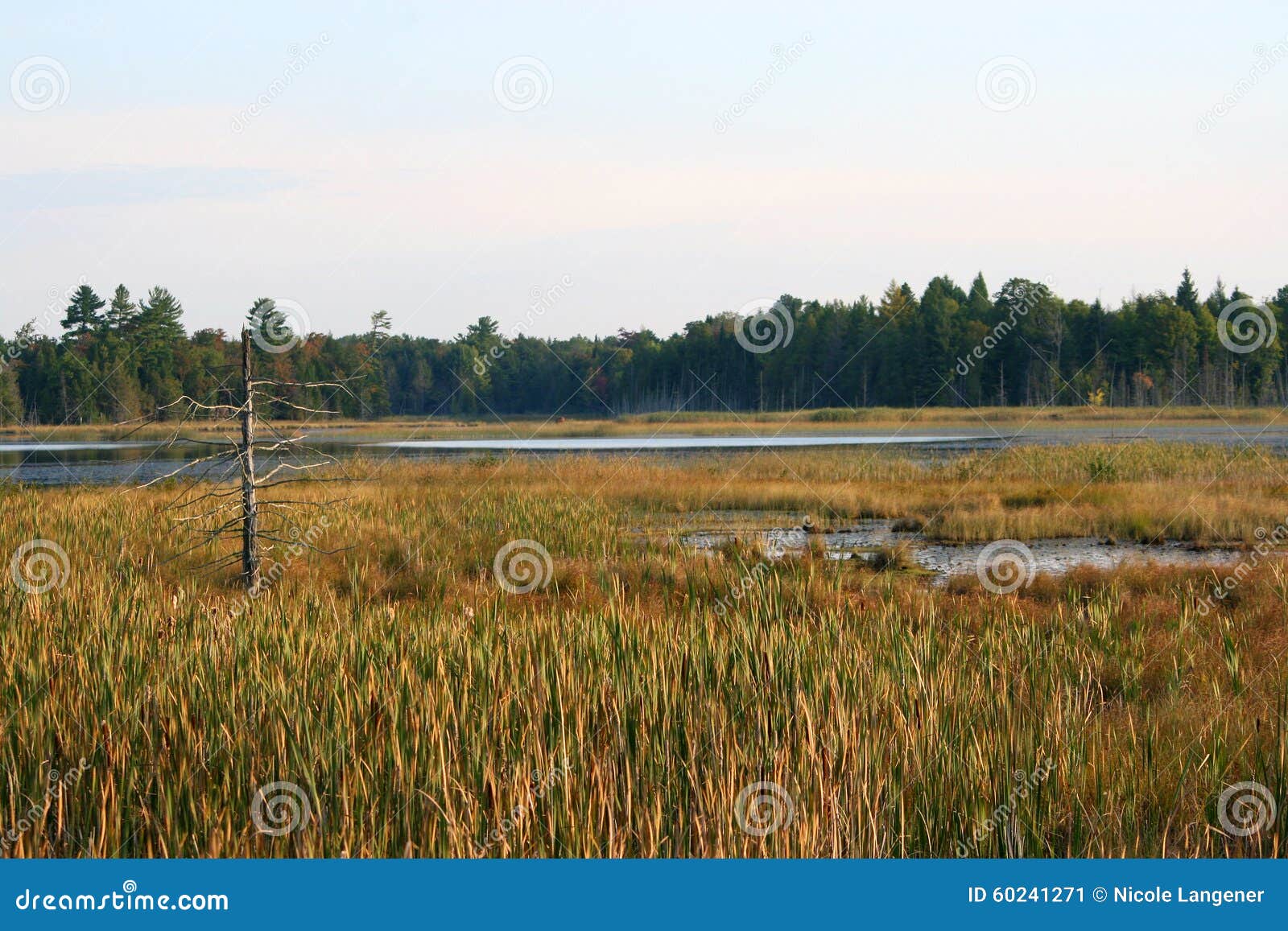 Marshes in Canada stock image. Image of marsh, panorama - 60241271