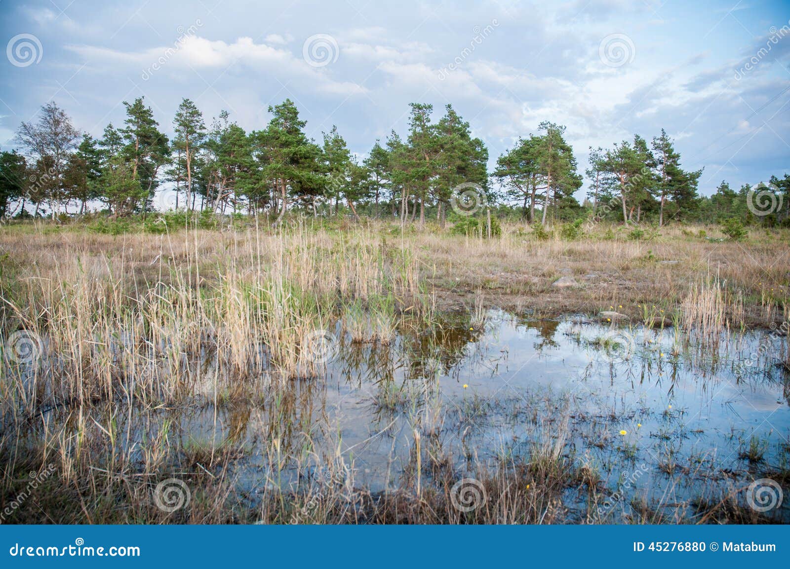 Marshes, Estonia stock photo. Image of bogs, reflection - 45276880