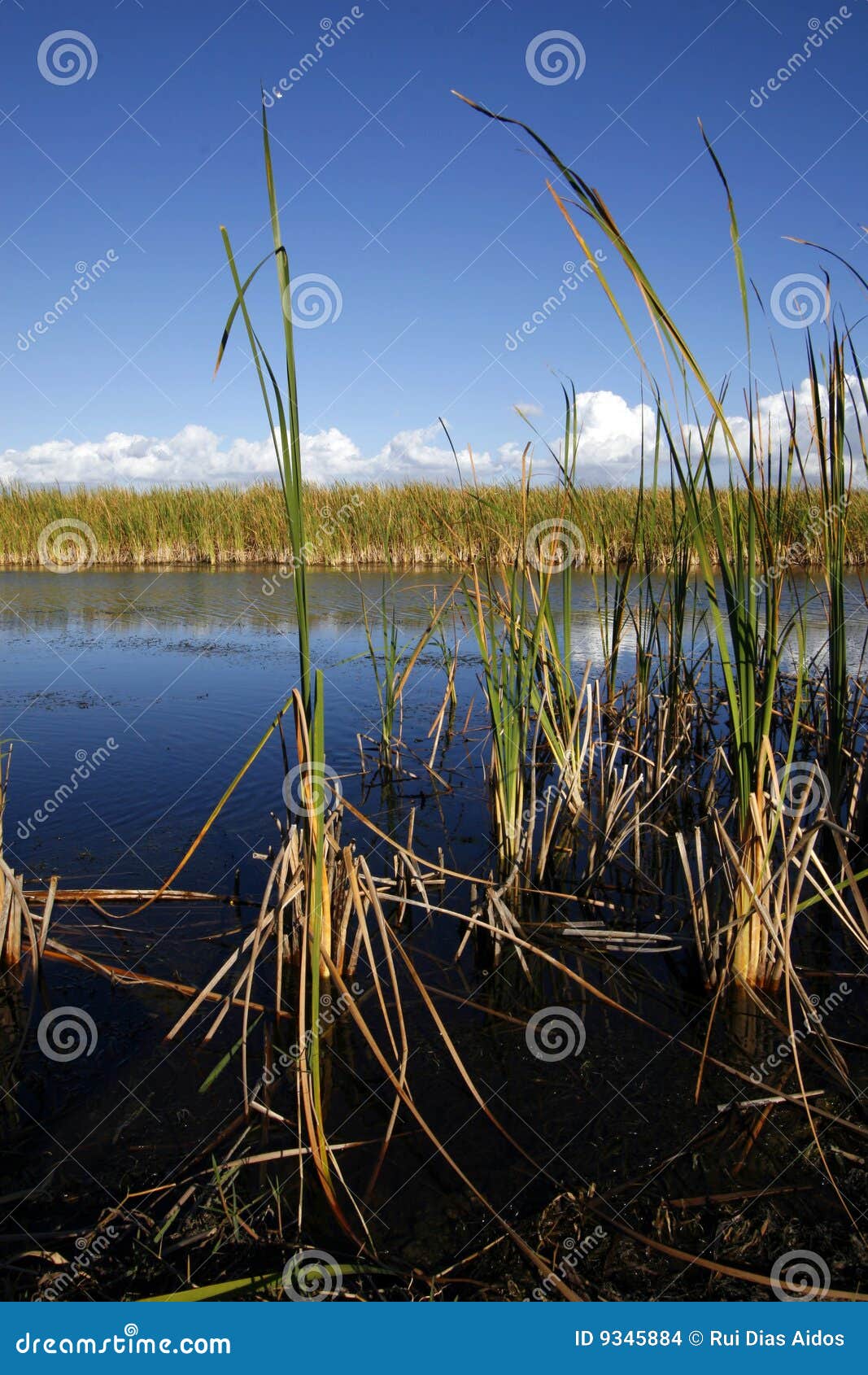The Marshes at the Florida Everglades Stock Photo - Image of swamp ...