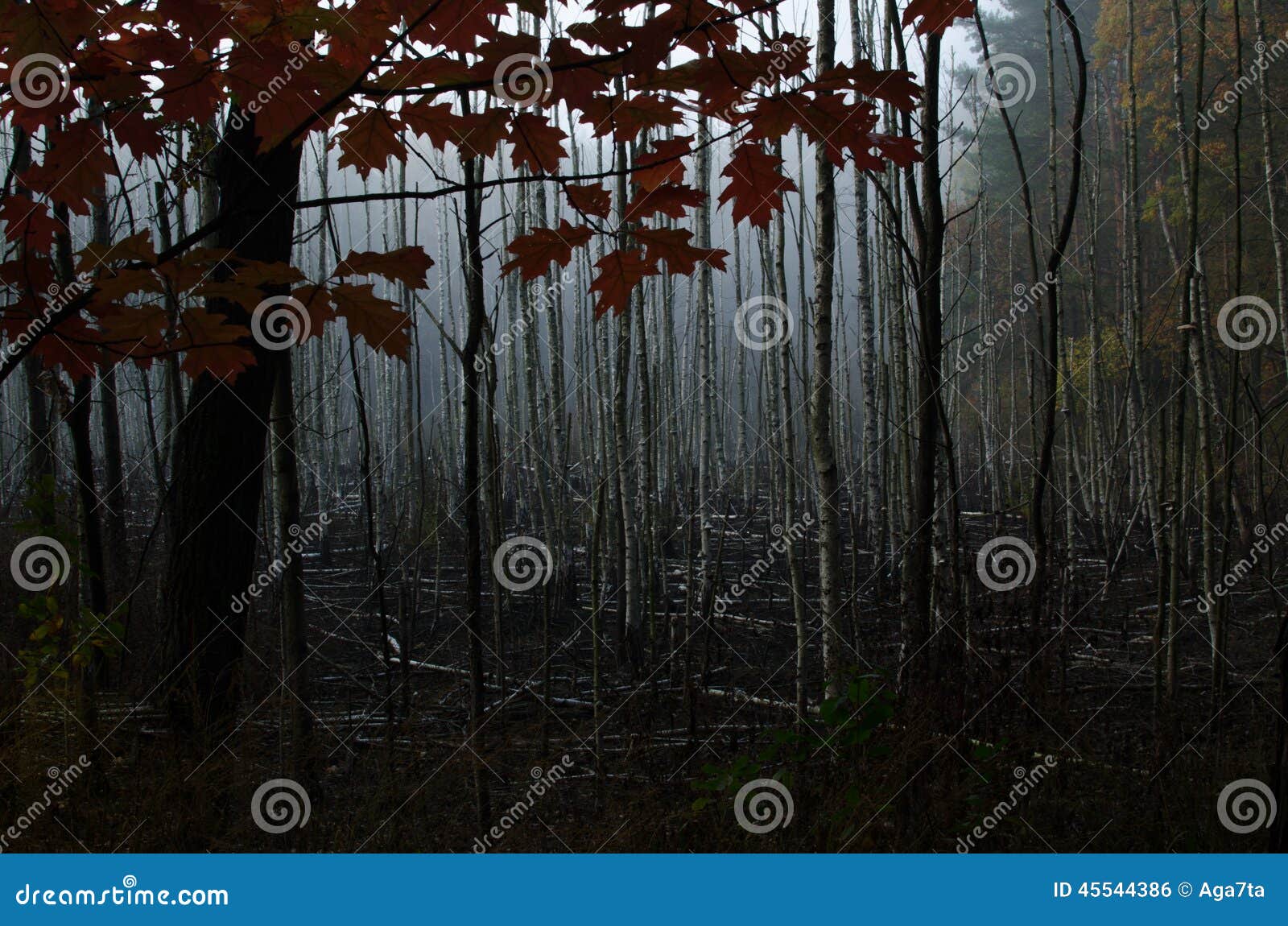 Marshes forest in dark stock photo. Image of europe, woodland - 45544386