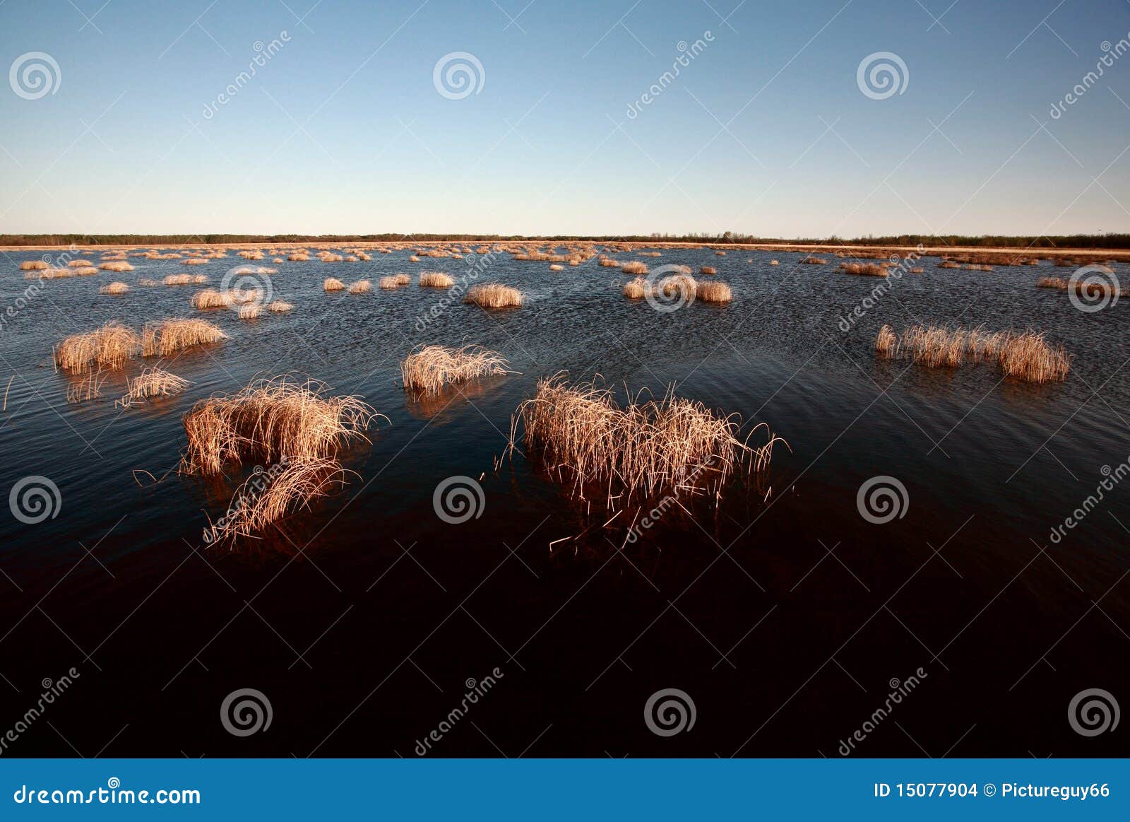 Marshes of Hecla Island in Manitoba Stock Photo - Image of canada ...