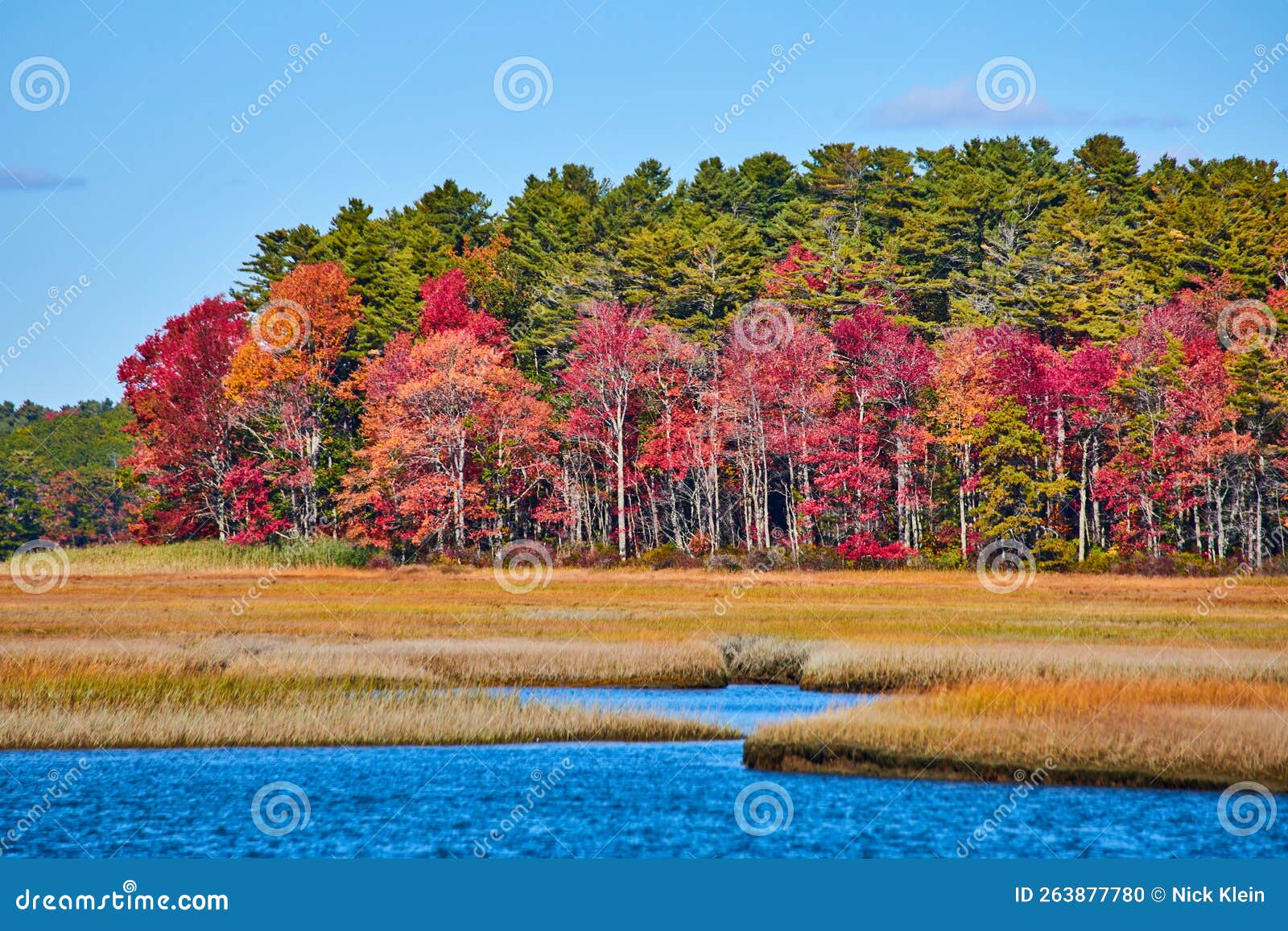 Marshes of Maine with Fall Foliage Along Forest Edge Stock Photo ...