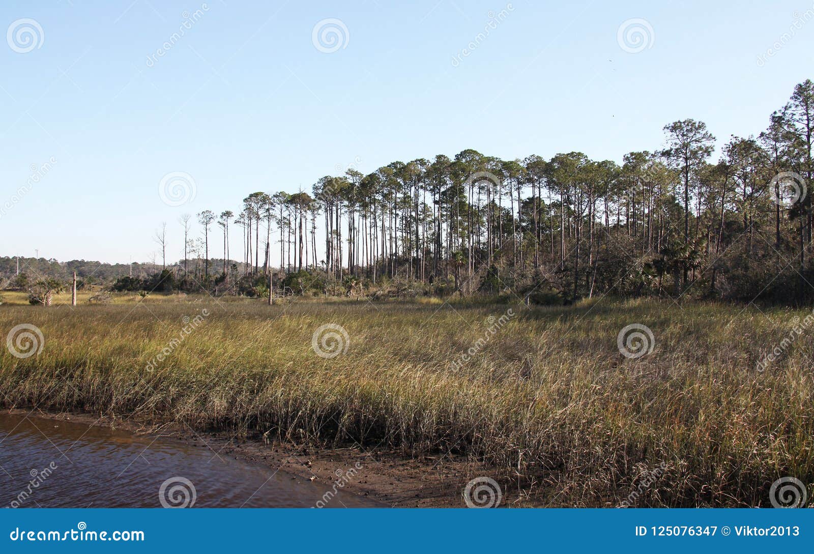 Marshes of north Florida stock image. Image of pier - 125076347