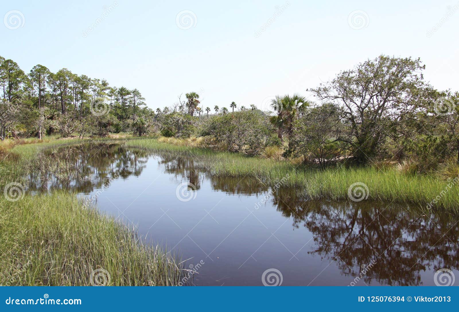 Marshes of north Florida stock photo. Image of river - 125076394