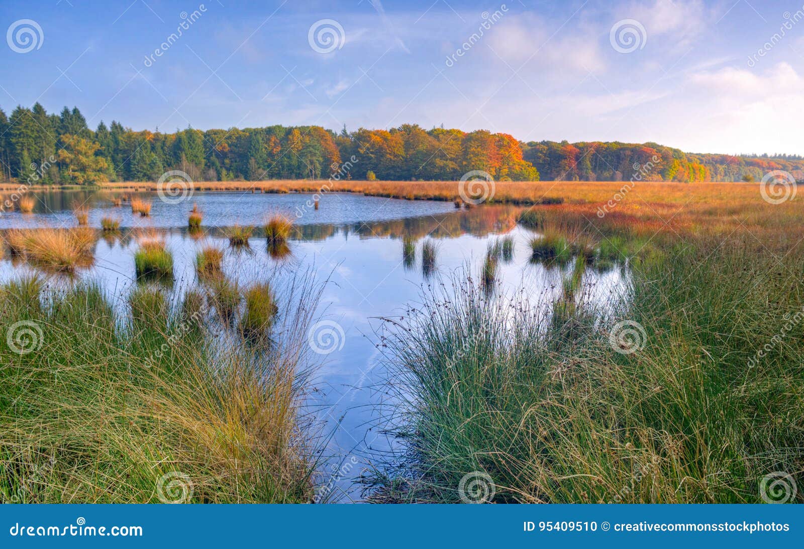 Marshes And Reeds Picture. Image: 95409510