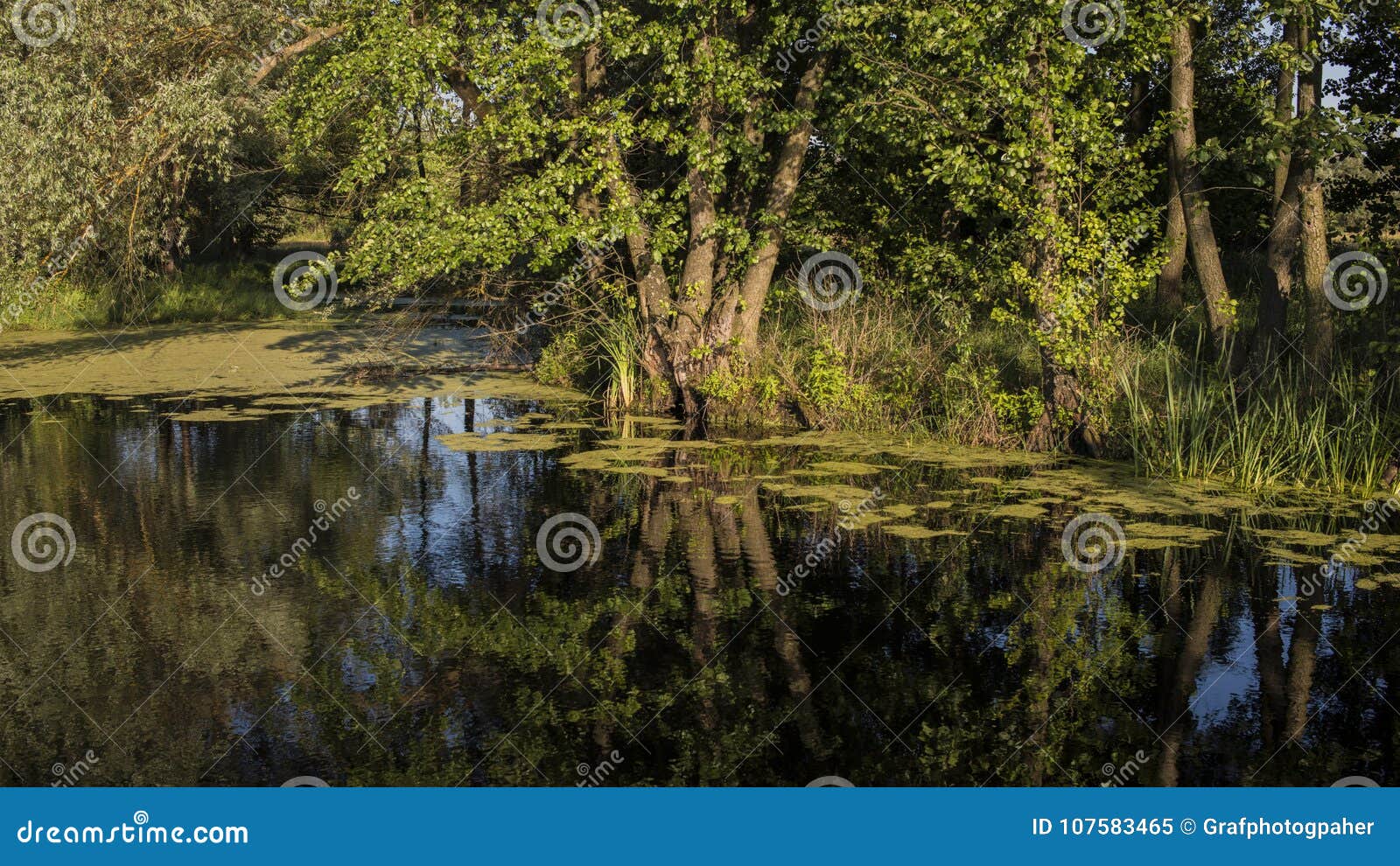 Marshes and Trees in the Forest. Stock Image - Image of alder, light ...