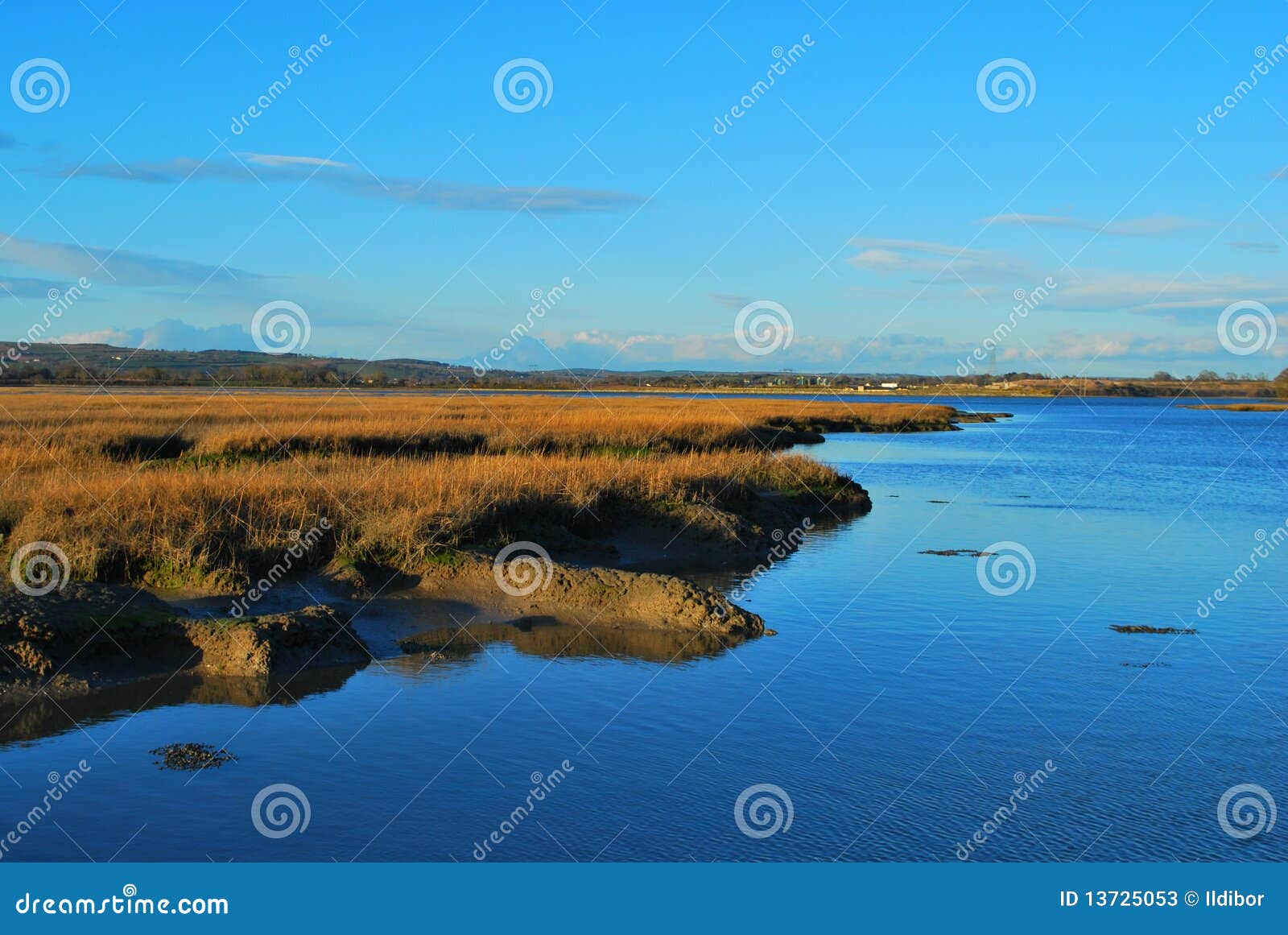 Marshland stock image. Image of environment, meadow, swamp - 13725053