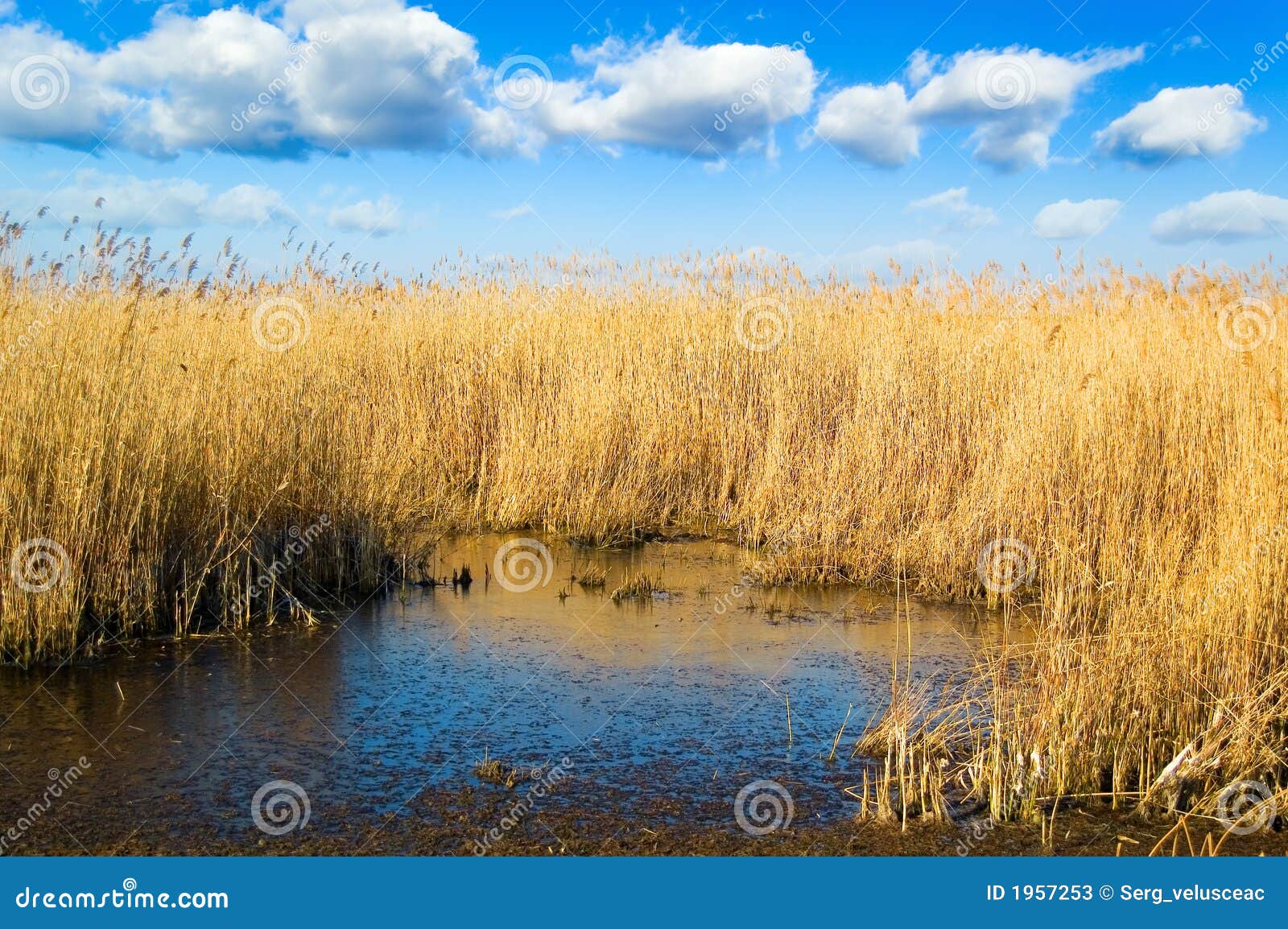 The marshland. stock image. Image of morass, lake, natural - 1957253