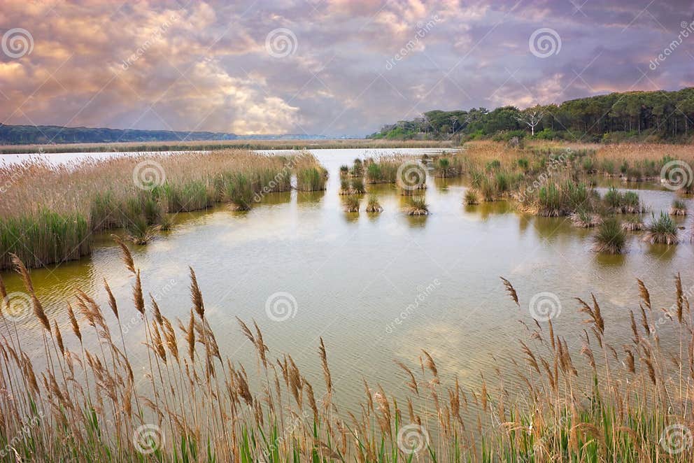 Marshland stock photo. Image of marshland, landscape - 19643200