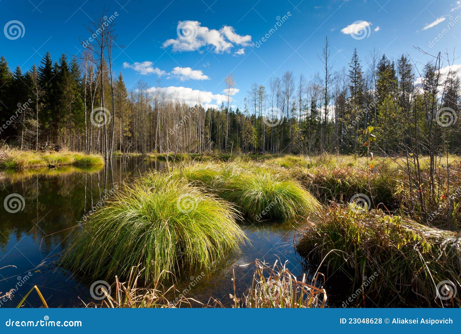 Marshland stock photo. Image of quagmire, autumn, spruce - 23048628