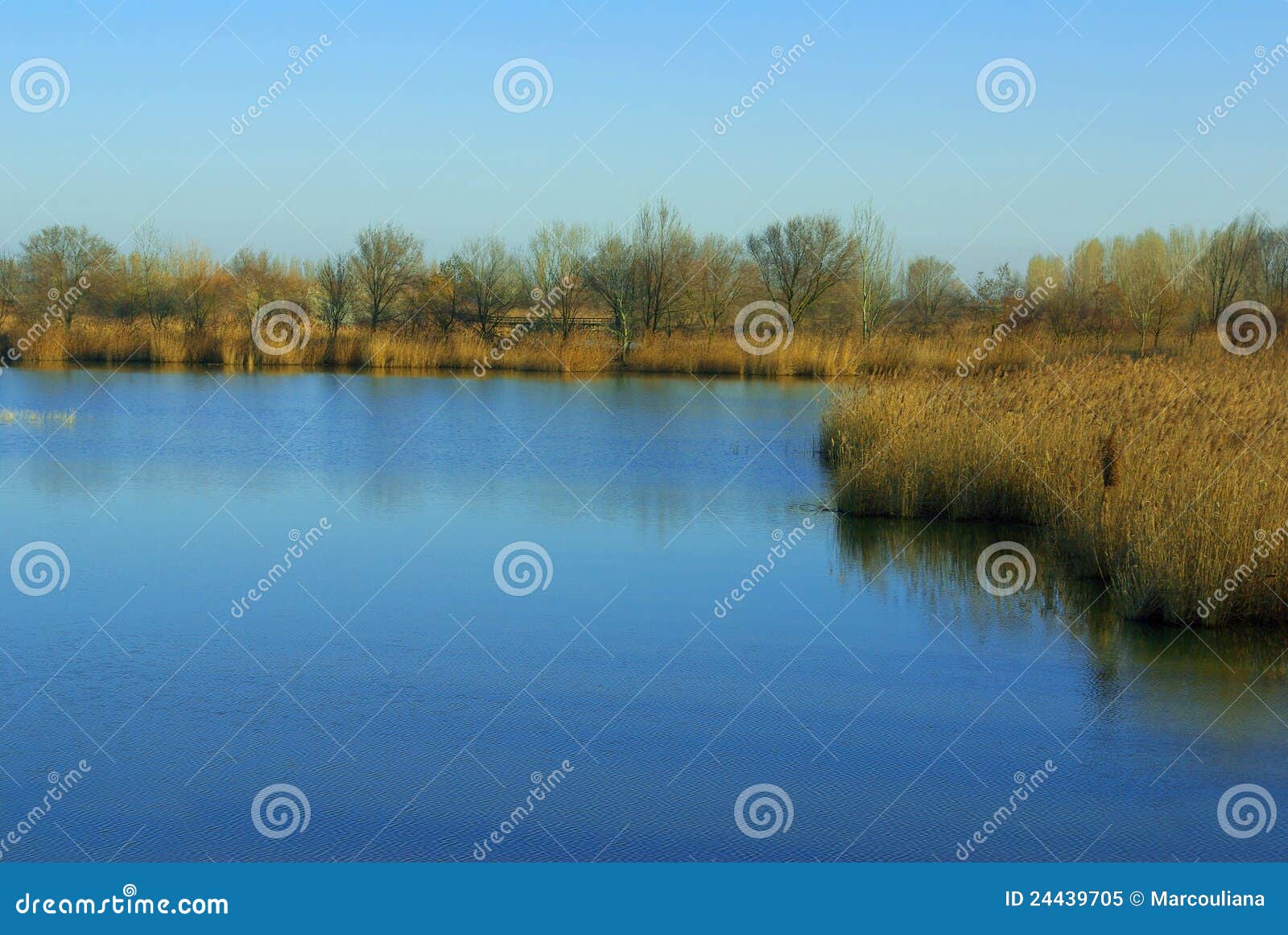 Marshland stock image. Image of marshes, landscape, beautiful - 24439705