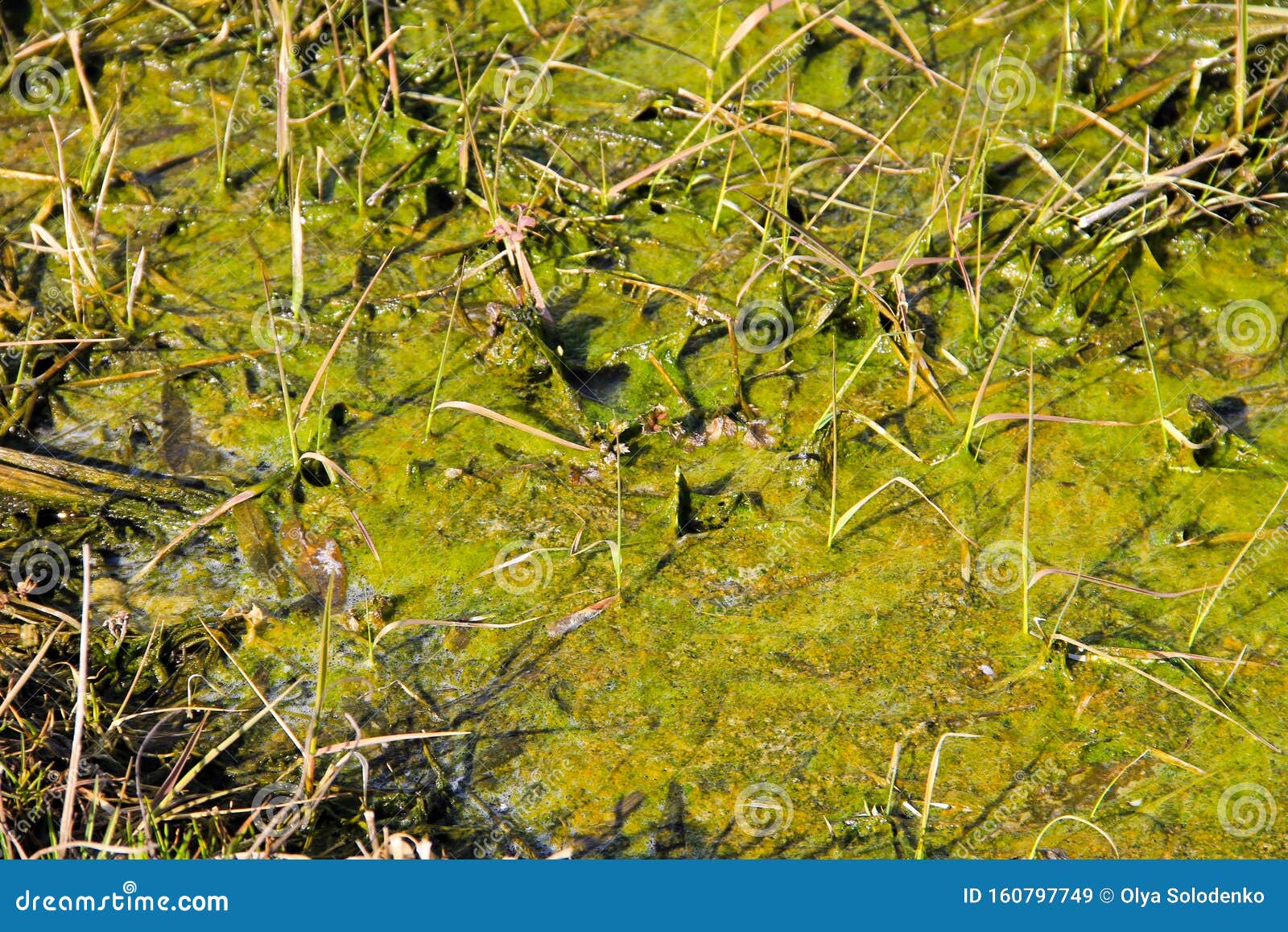 Marshland with Algae in Standing Water Stock Image - Image of moss ...