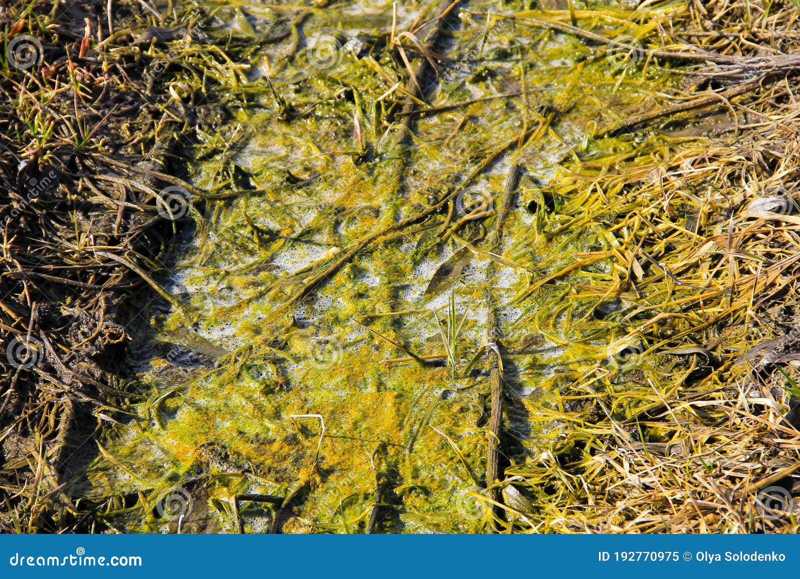 Marshland with Algae in Standing Water Stock Image - Image of plant ...