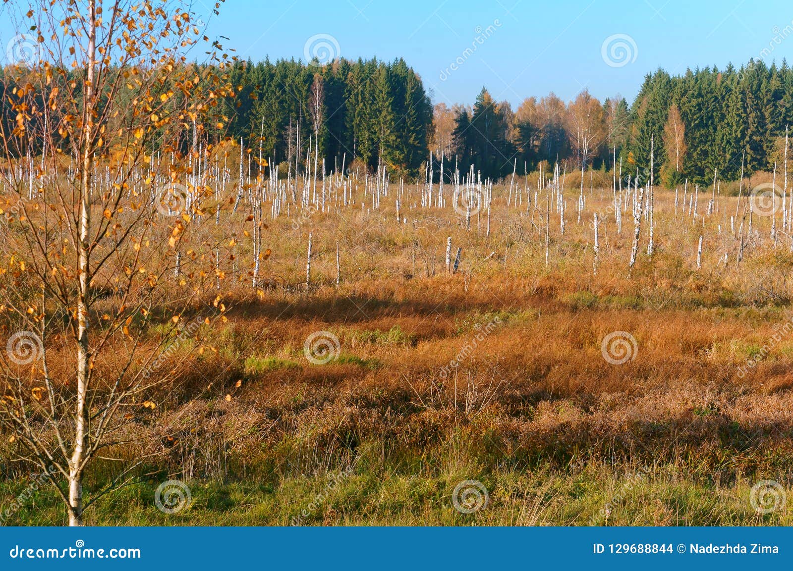 Marshland, Beautiful Marsh, Dead Trees in the Swamp Stock Photo - Image ...