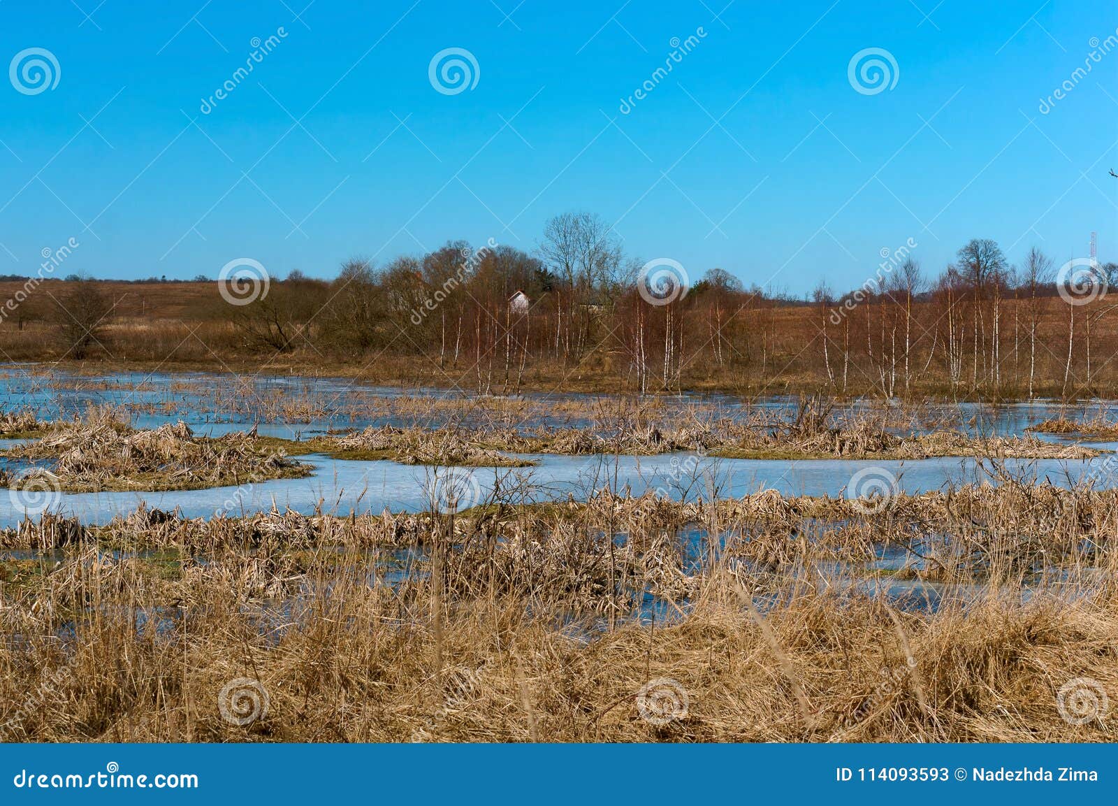 Marshland in Early Spring, the Frozen Marsh, the Ice in the Swamp in ...