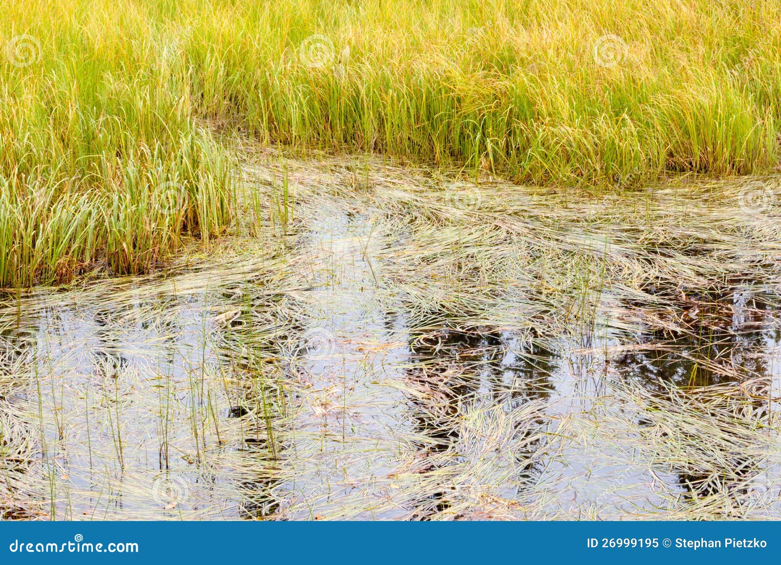 Marshland Grass Sedges Background Texture Pattern Stock Image - Image ...