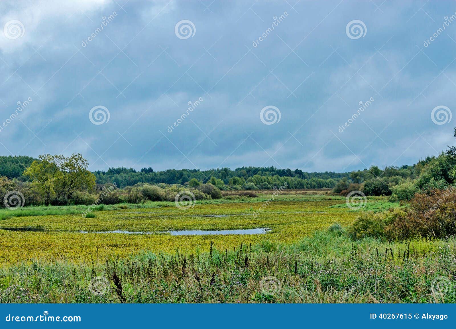Marshland stock image. Image of silence, river, forest - 40267615