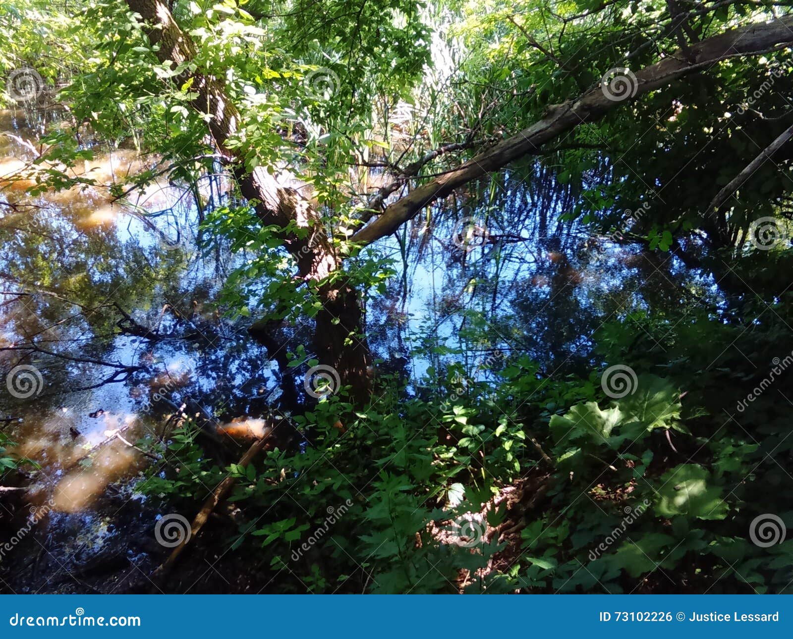 Marshland stock photo. Image of woodland, wetland, tree - 73102226