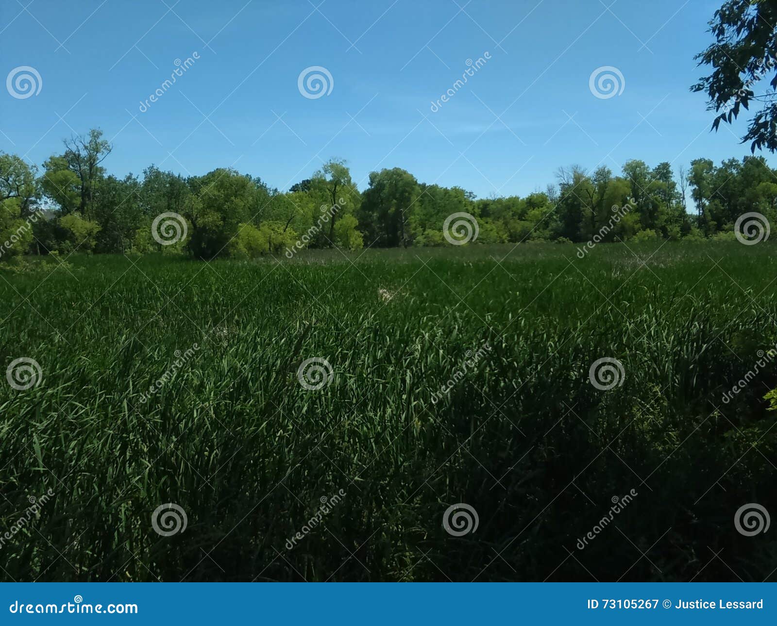 Marshland stock image. Image of ecosystem, agriculture - 73105267