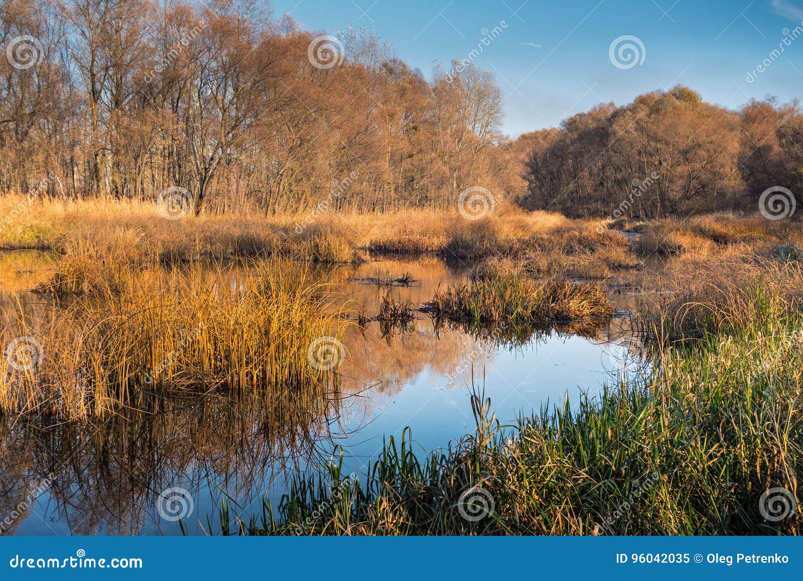 Marshland Marsh Bog Trees Stream and Forest Stock Image - Image of ...