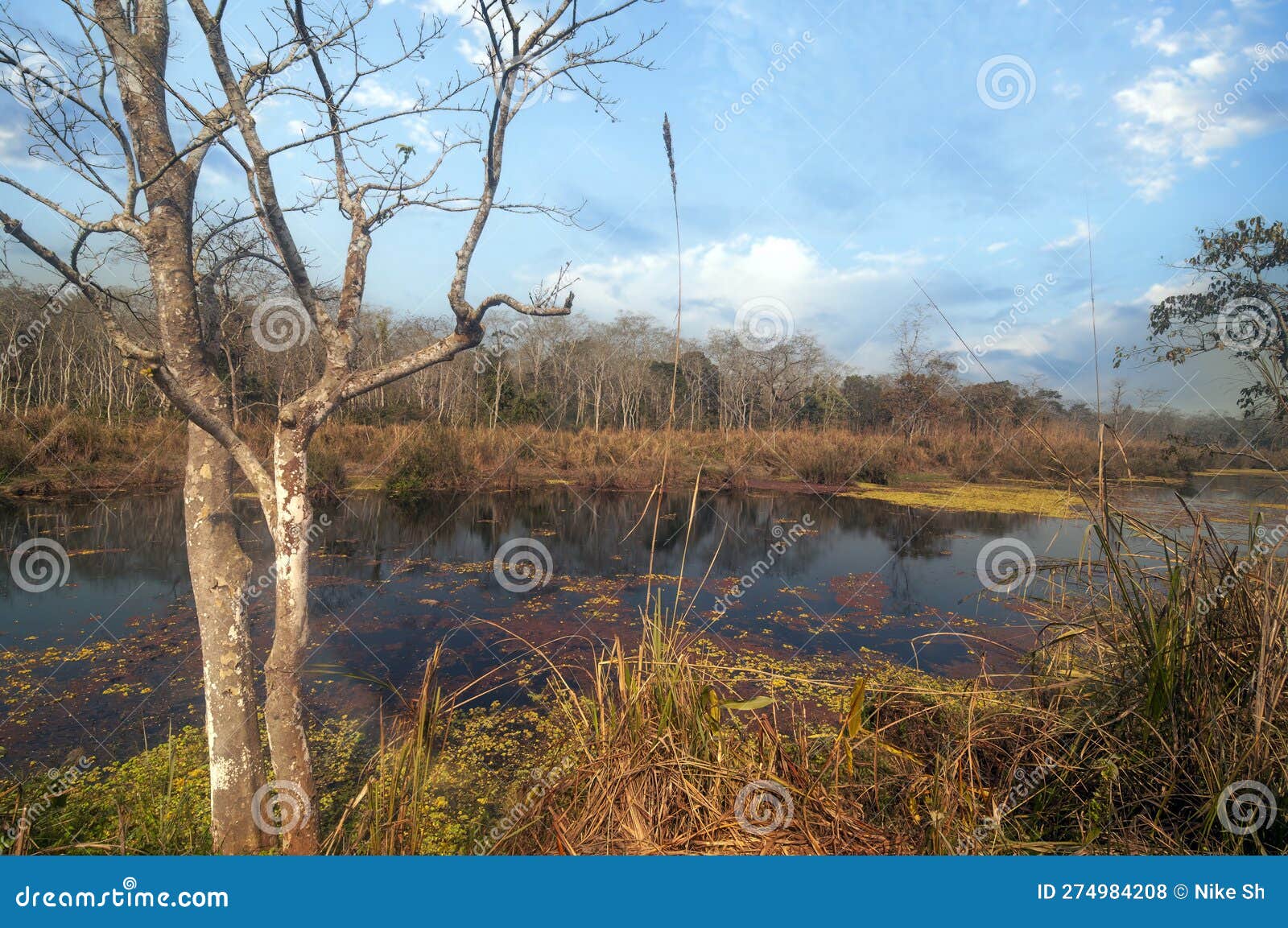 Marshland stock photo. Image of nature, wilderness, leaf - 274984208