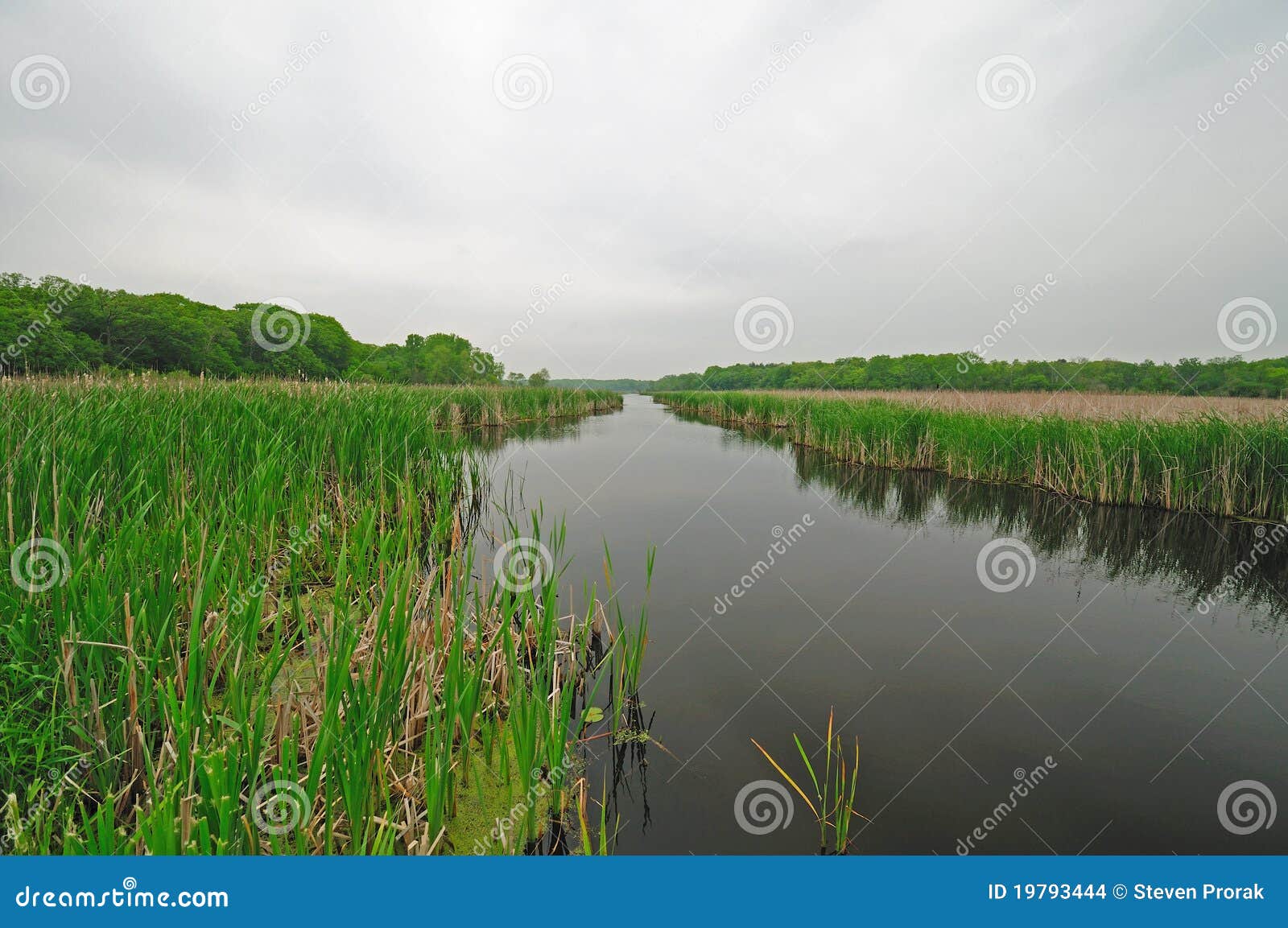 Marshland on a misty day stock photo. Image of park, wetland - 19793444