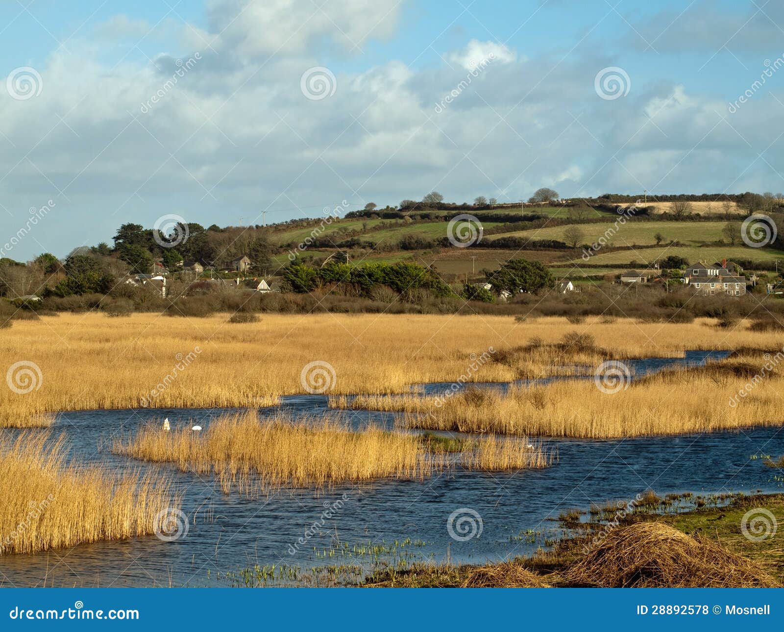 Marshland Near Marazion Cornwall Stock Photo - Image of coast, wildlife ...