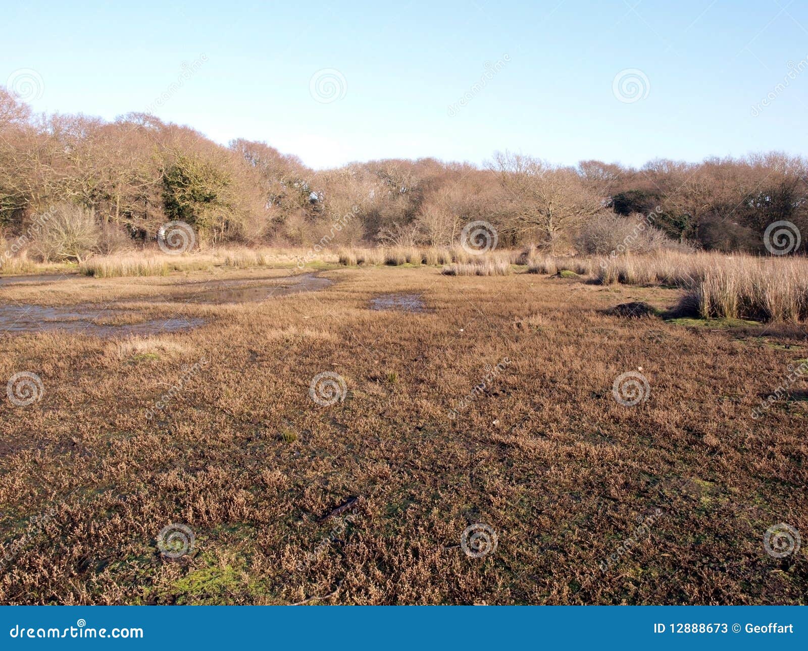 Marshland texture stock image. Image of pond, brown, reeds - 12888673