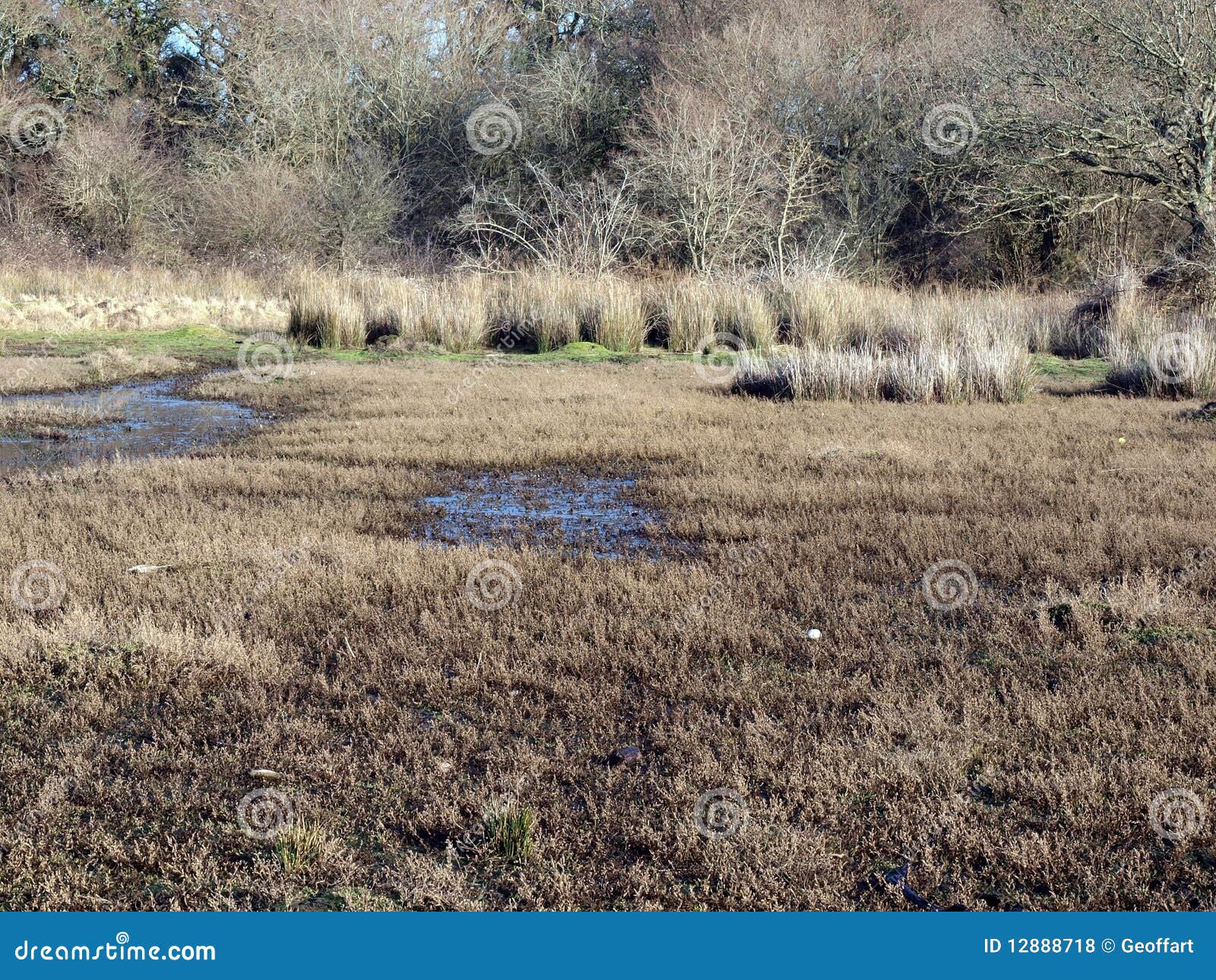 Marshland texture zoom. stock photo. Image of winter - 12888718