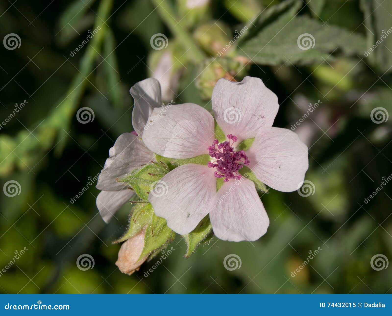 Marshmallow (Althaea Officinalis). Stock Image - Image of medicine ...