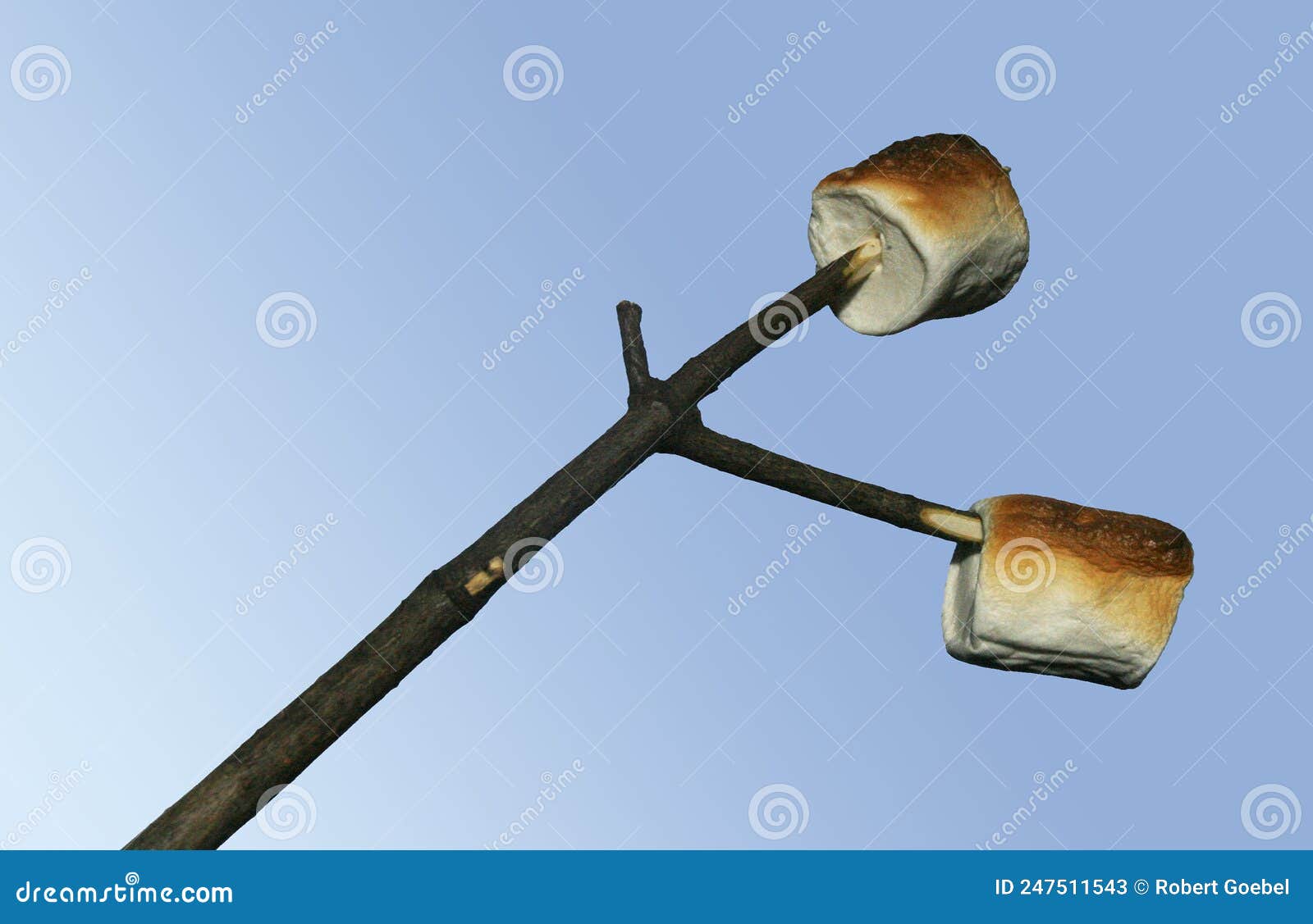 Marshmallows on a Charred Stick are Seen after Being Roasted Stock ...