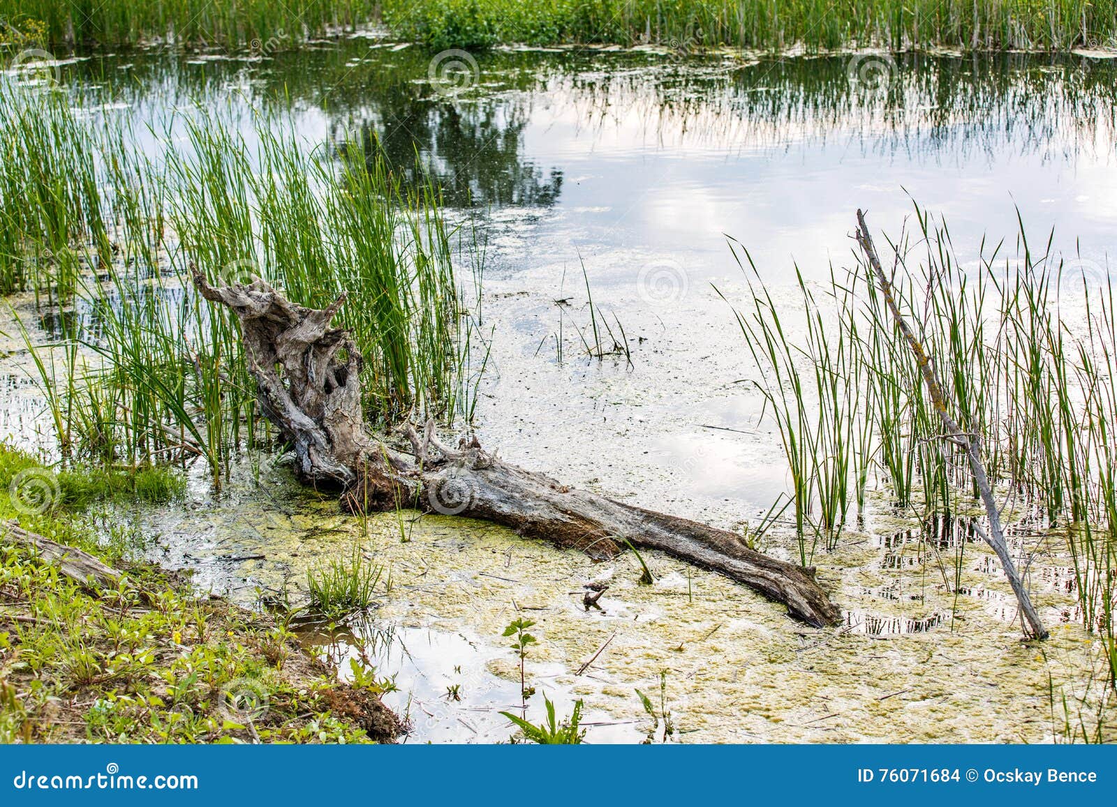 Marshy Area Danube Delta Stock Photos - Free & Royalty-Free Stock ...