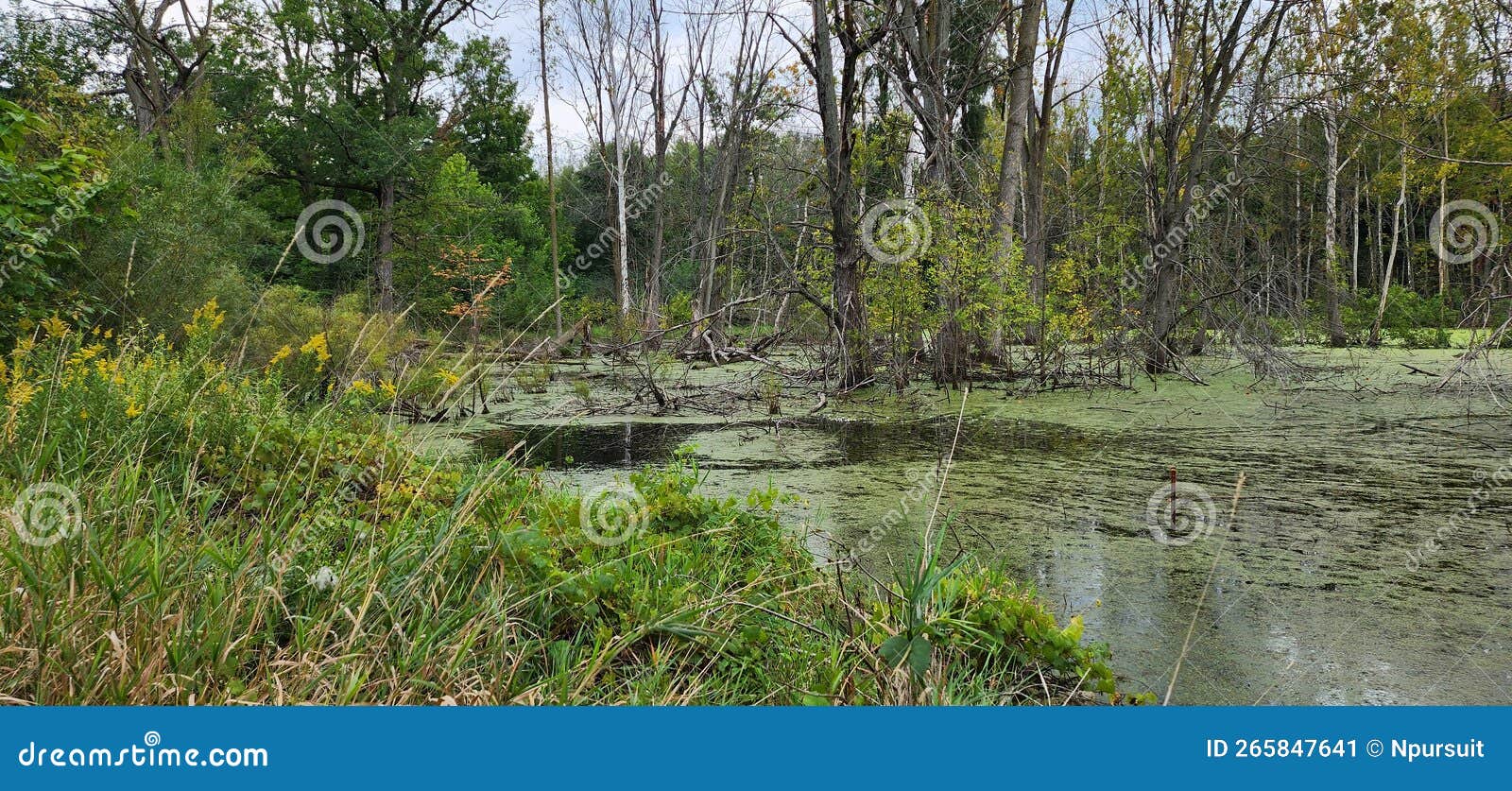 Marshy area in the Fall stock image. Image of trail - 265847641