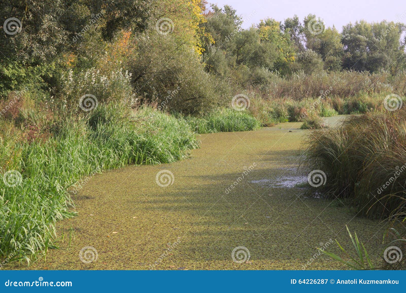 The marshy river stock image. Image of plant, beauty - 64226287