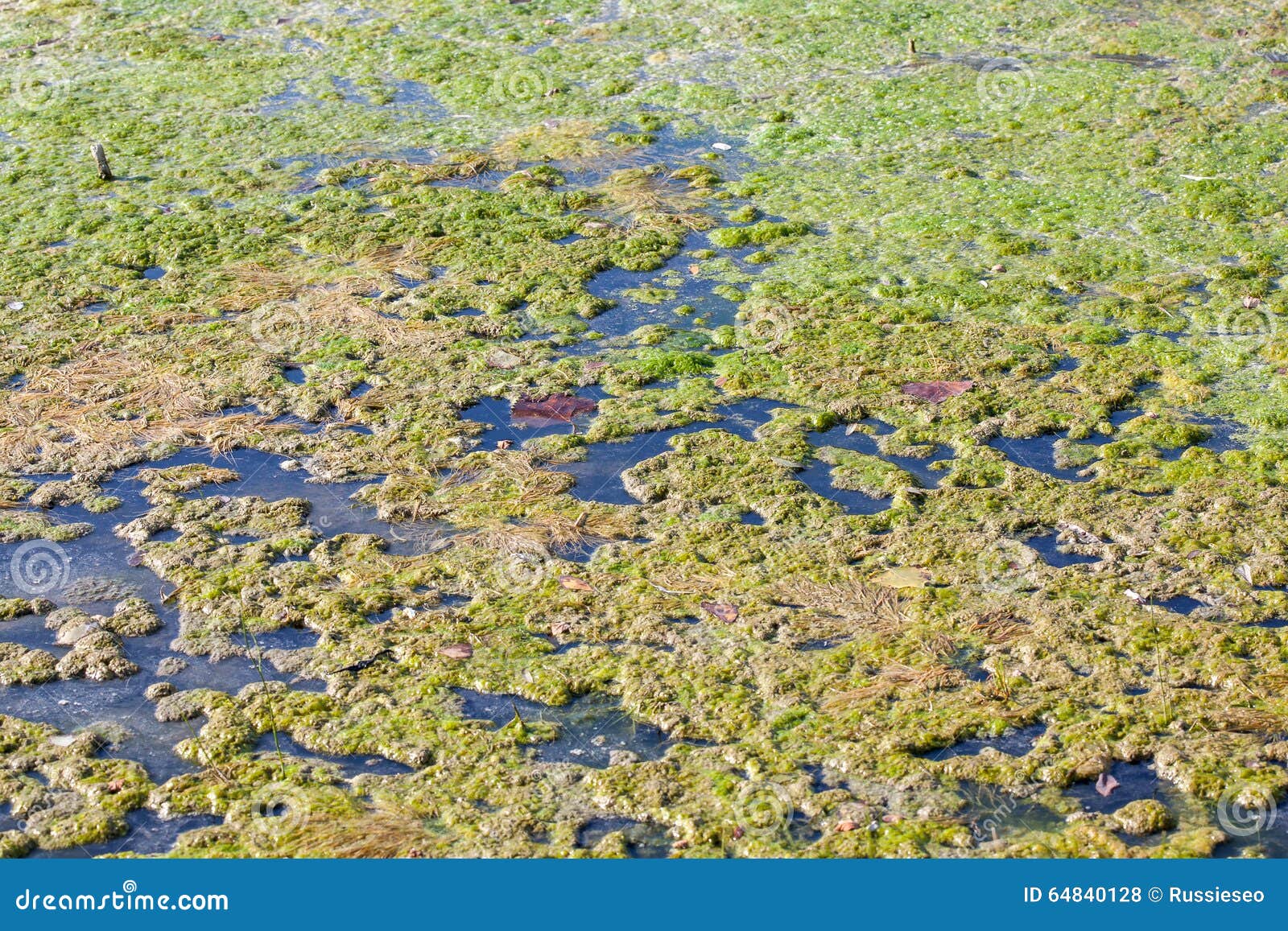 Marshy surface stock photo. Image of wrack, green, water - 64840128