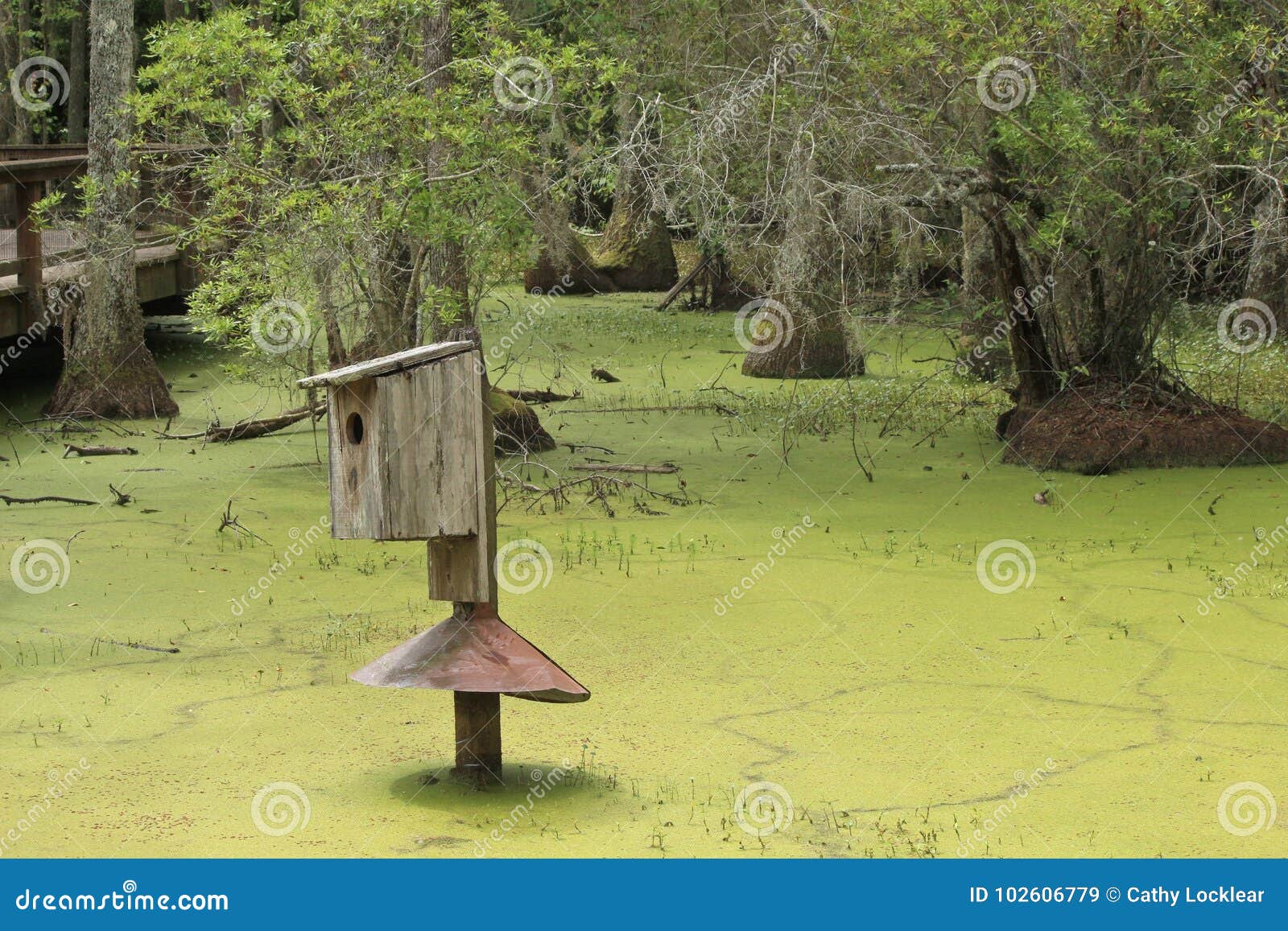 A Marshy Swamp Covered in Green Algae Stock Image - Image of algae ...