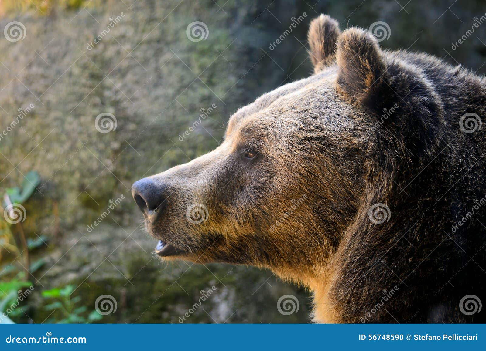 Marsican Brown Bear Profile Head Stock Photo - Image of browne ...