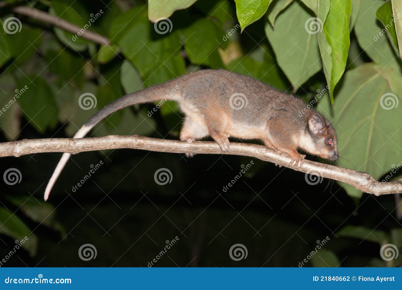 Marsupial stock photo. Image of marsupial, australia - 21840662