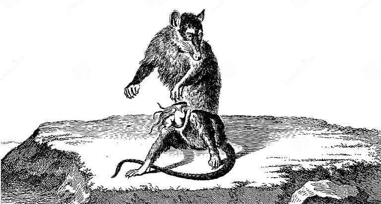 Marsupial de Sarigue ilustración del vector. Ilustración de arte - 45683927