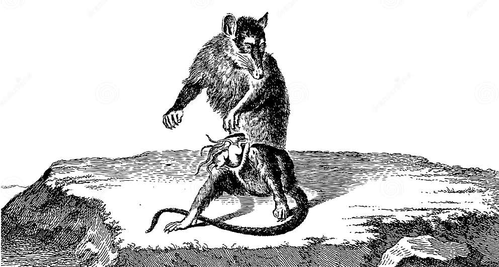 Marsupial de Sarigue ilustración del vector. Ilustración de arte - 45683927